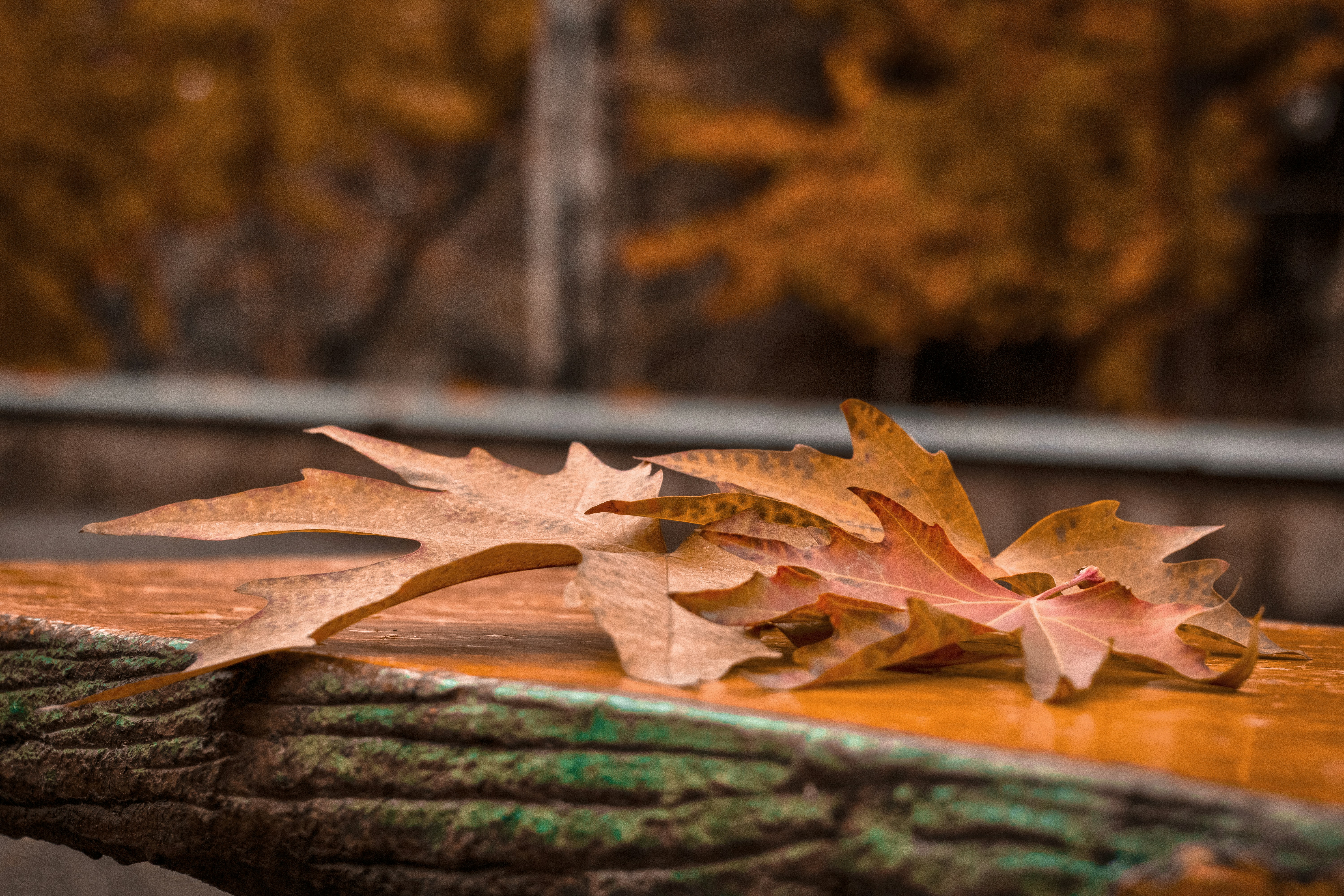 Autumn Leaf Resting on Weathered Wood by a Park Rail