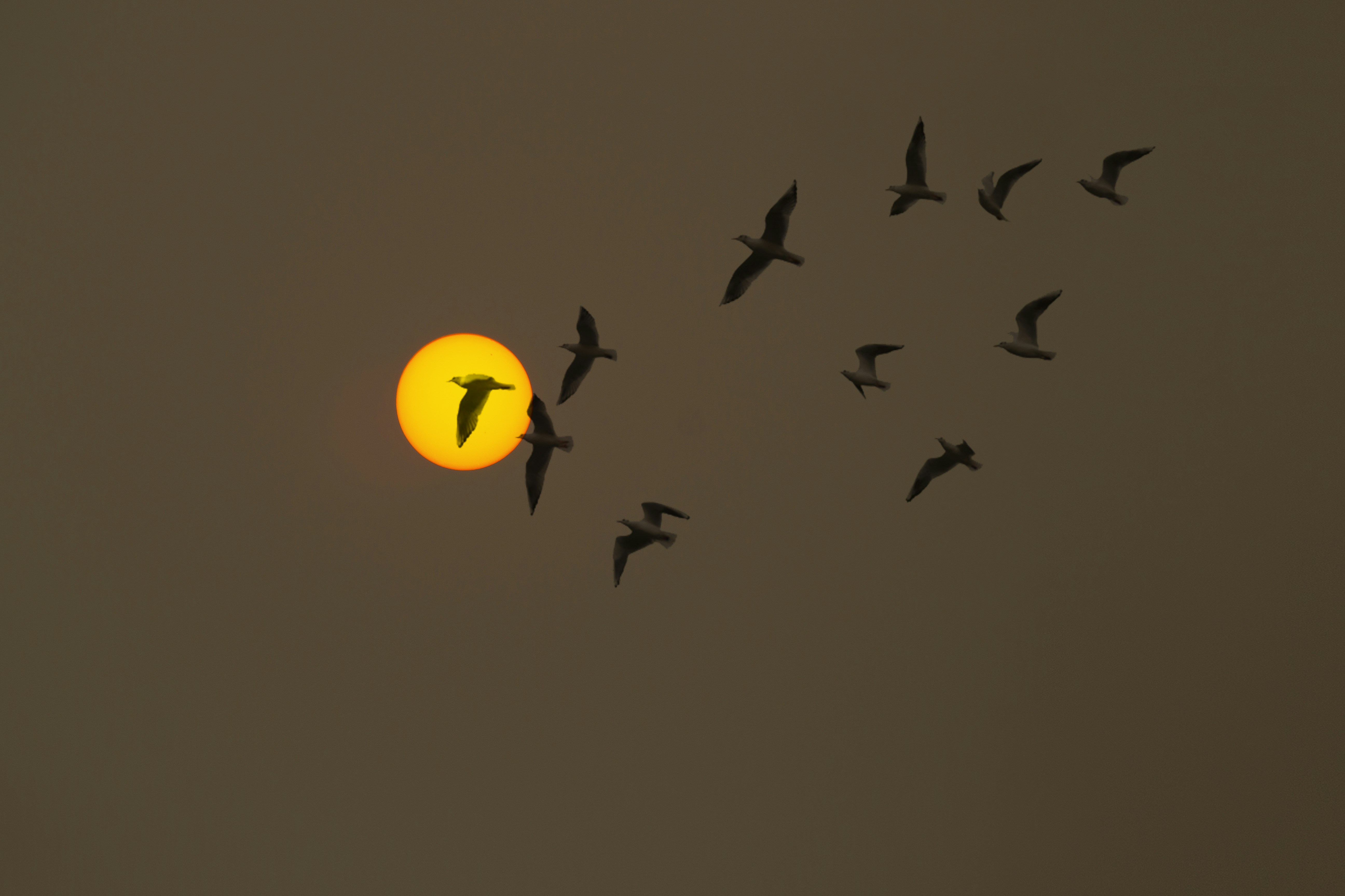 A flock of birds flying in front of the sun photo – Free Solitude Image ...