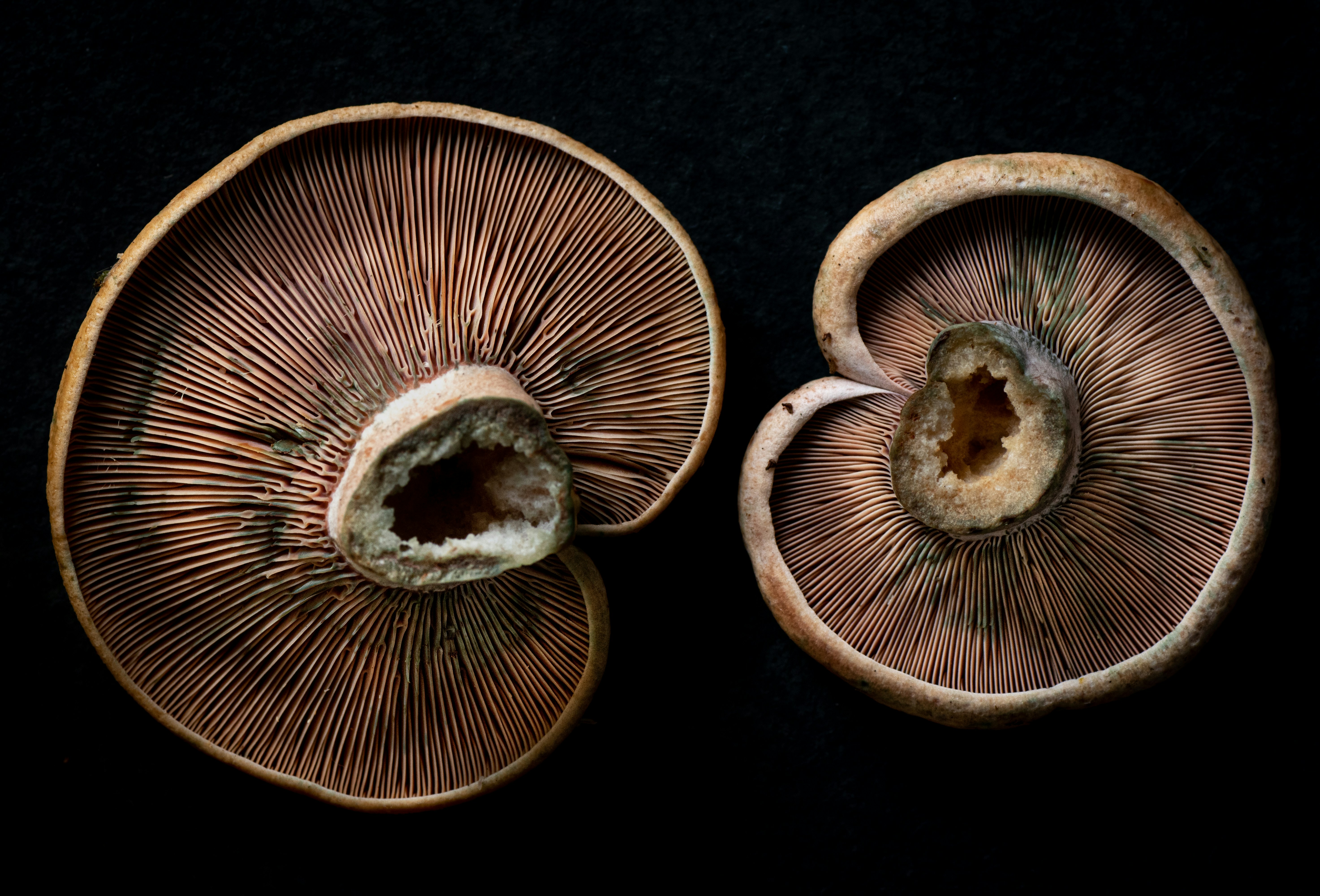 a group of mushrooms sitting on top of a table
