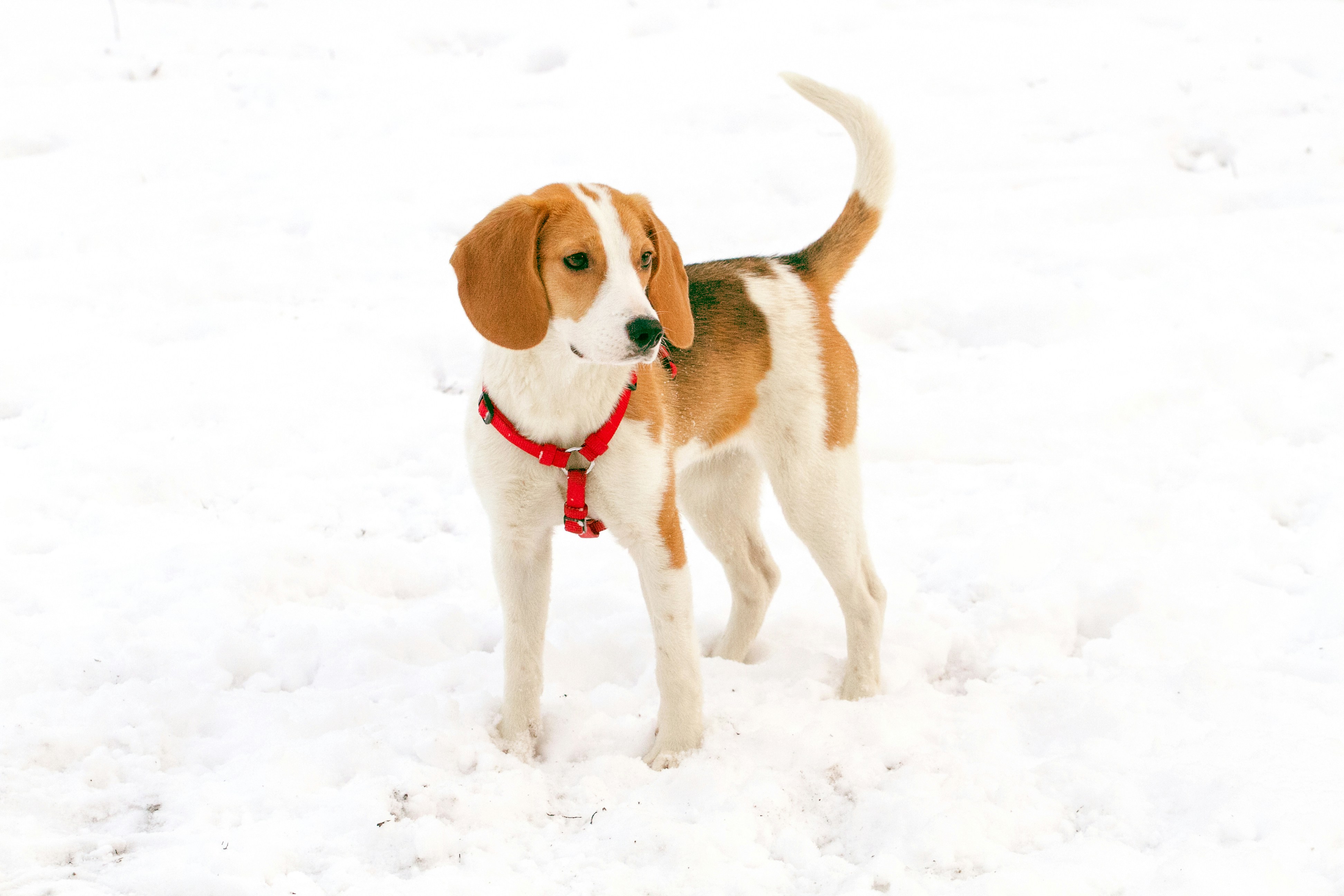 Brown and white dog with a red harness standing in the snow.