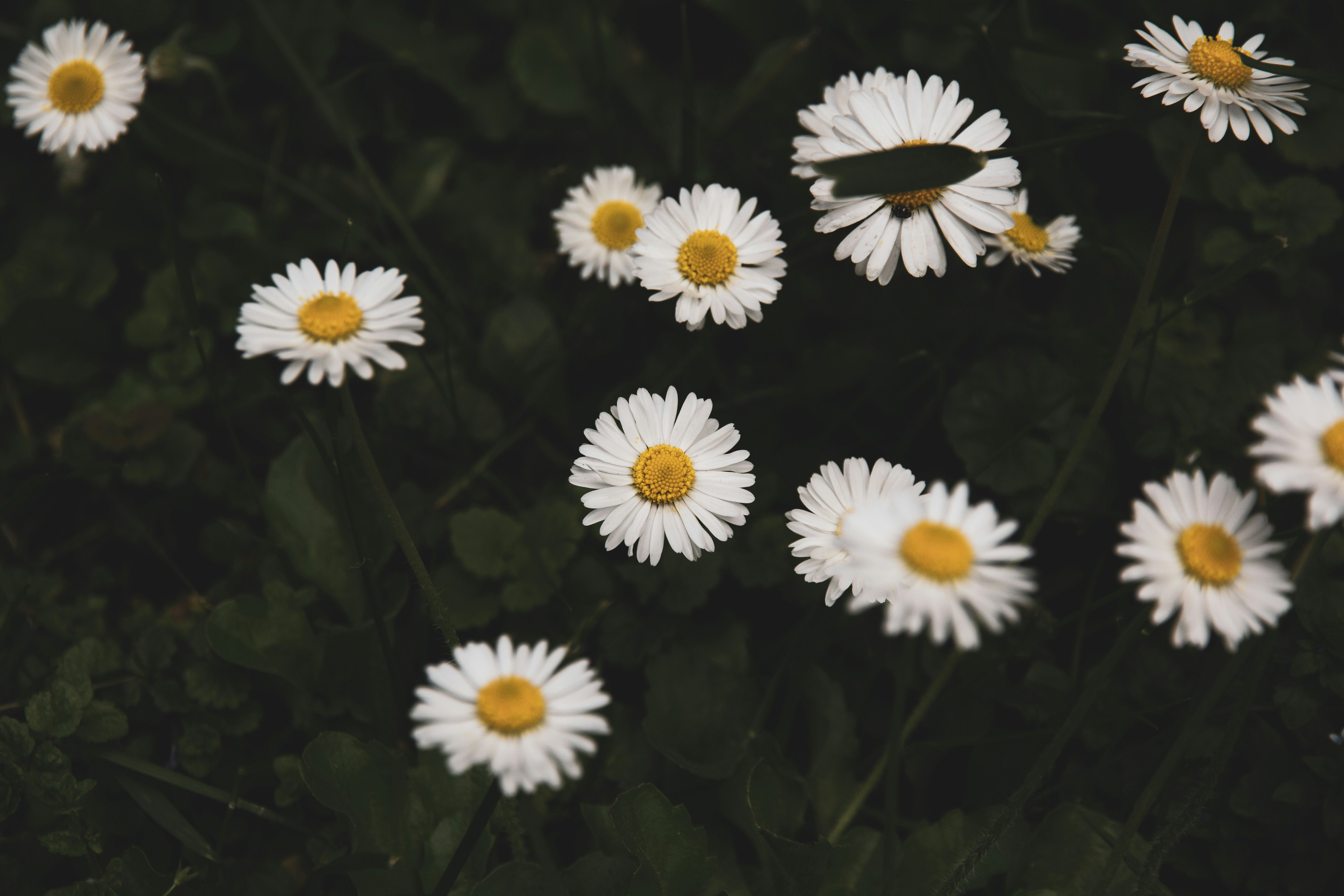 A cluster of white daisies with yellow centers blooming amidst lush green foliage, showcasing the beauty of nature's simplicity.