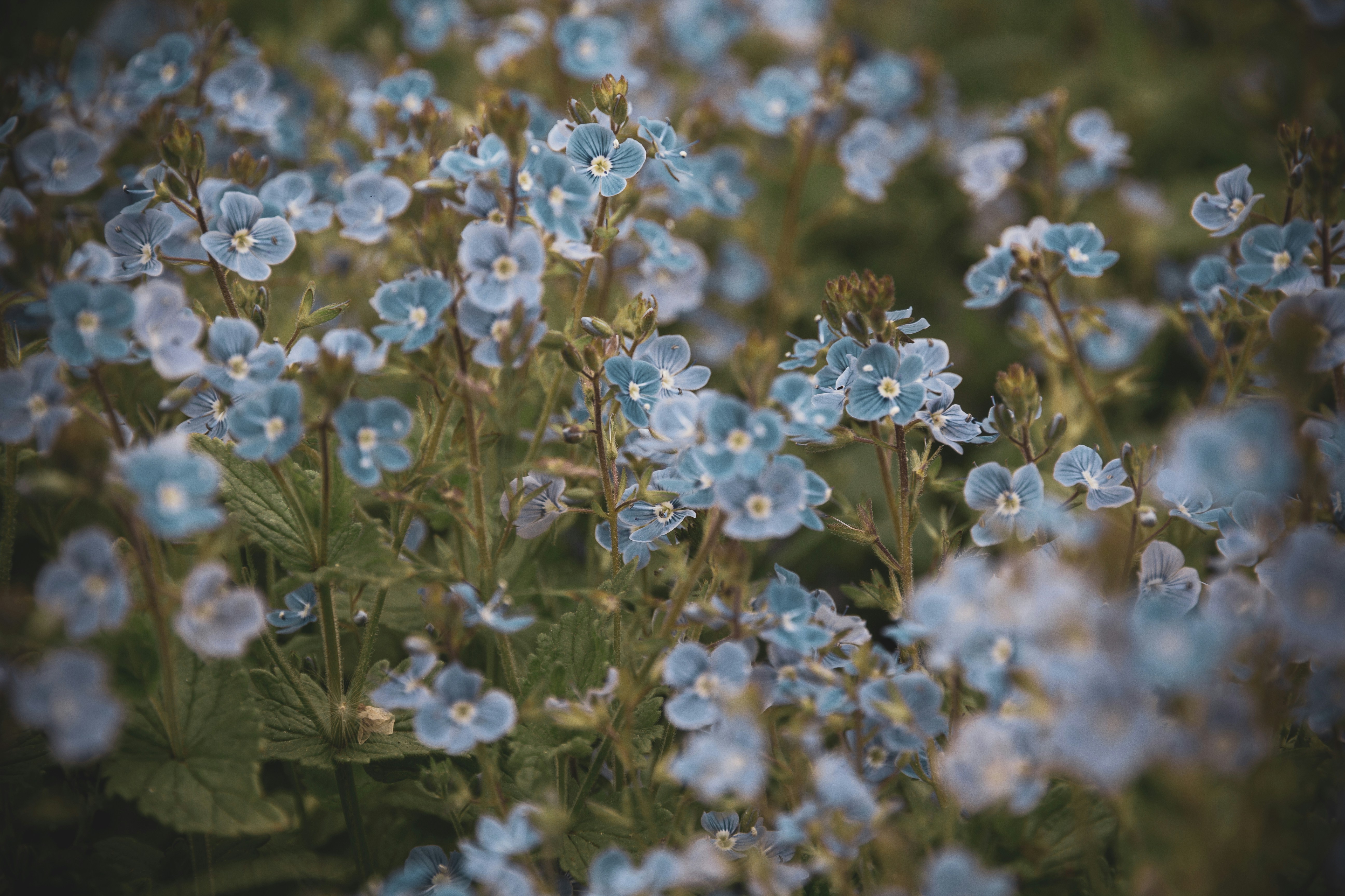 Baby Blue Flowers Tumblr