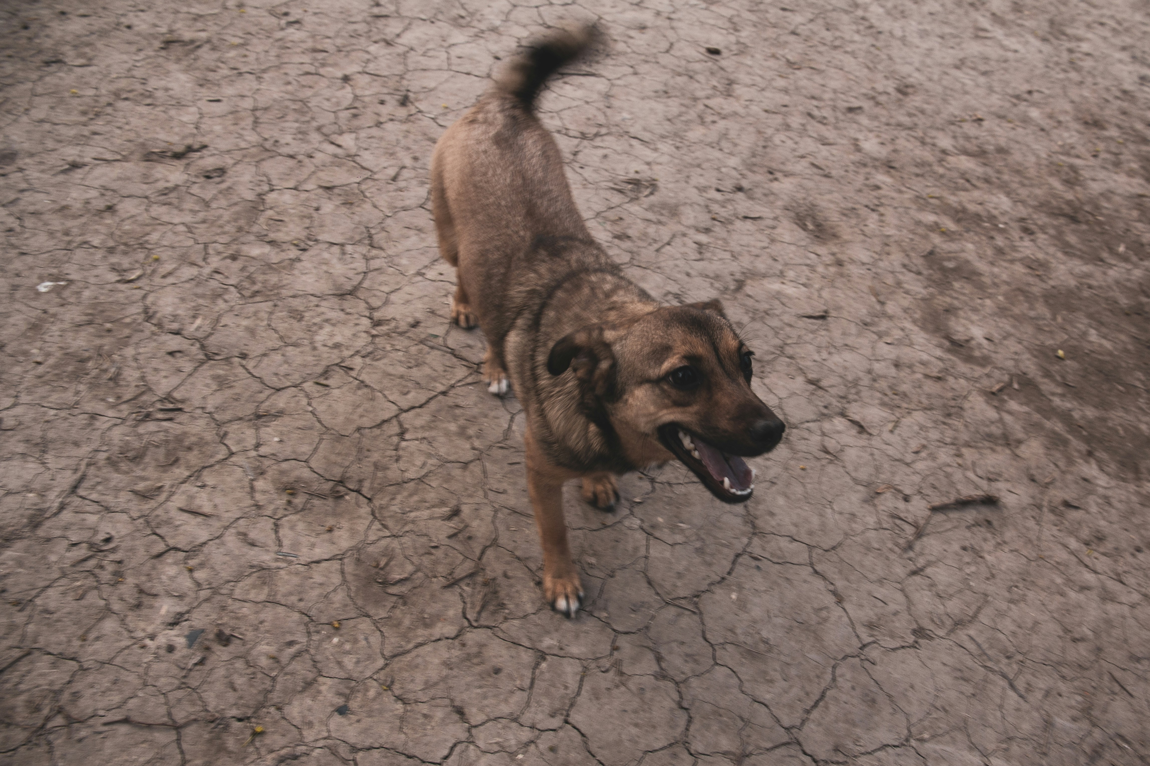 Cracked Canvas: A Curious Dog Pauses on Sun-Baked Ground