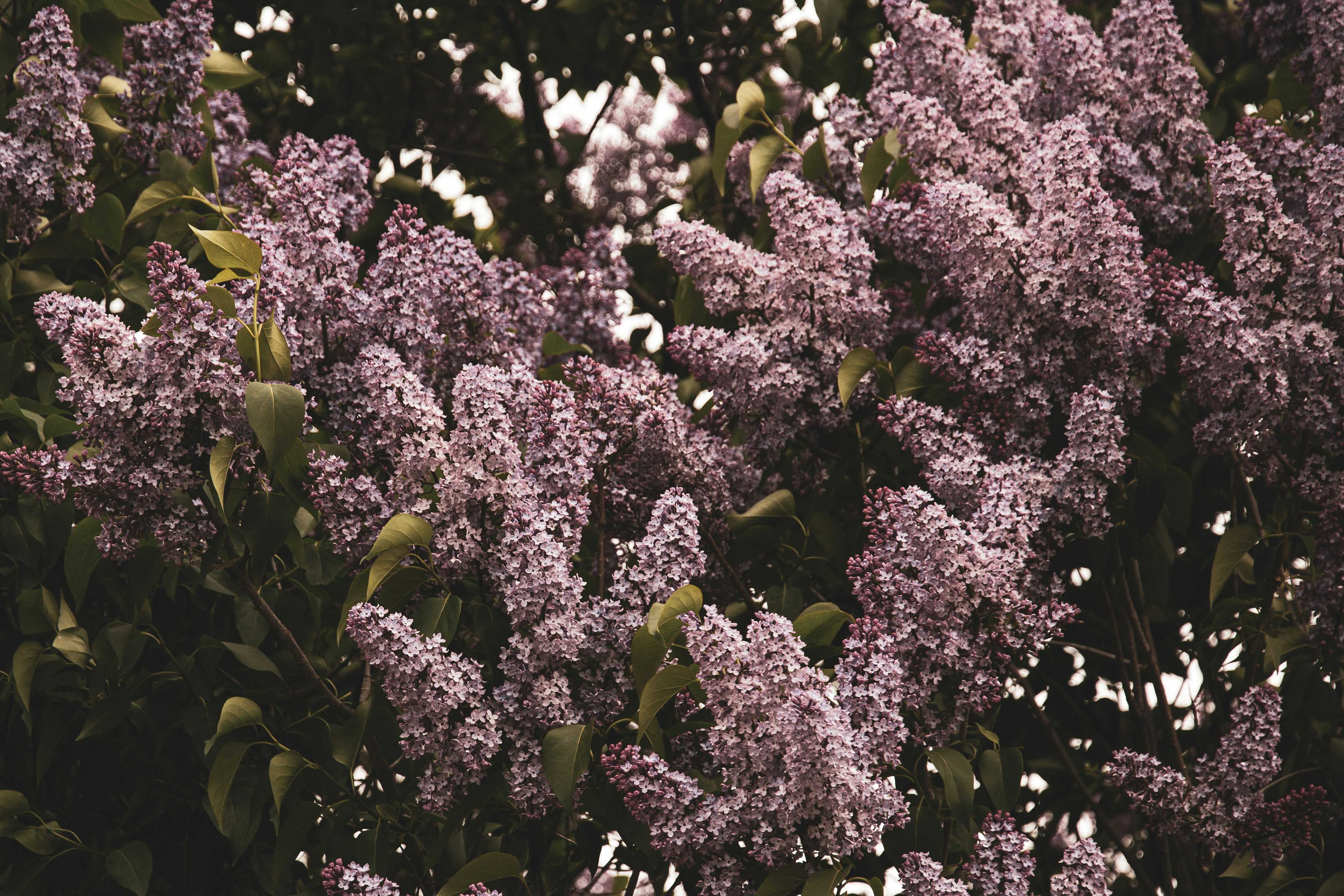 a bunch of purple flowers that are on a tree
