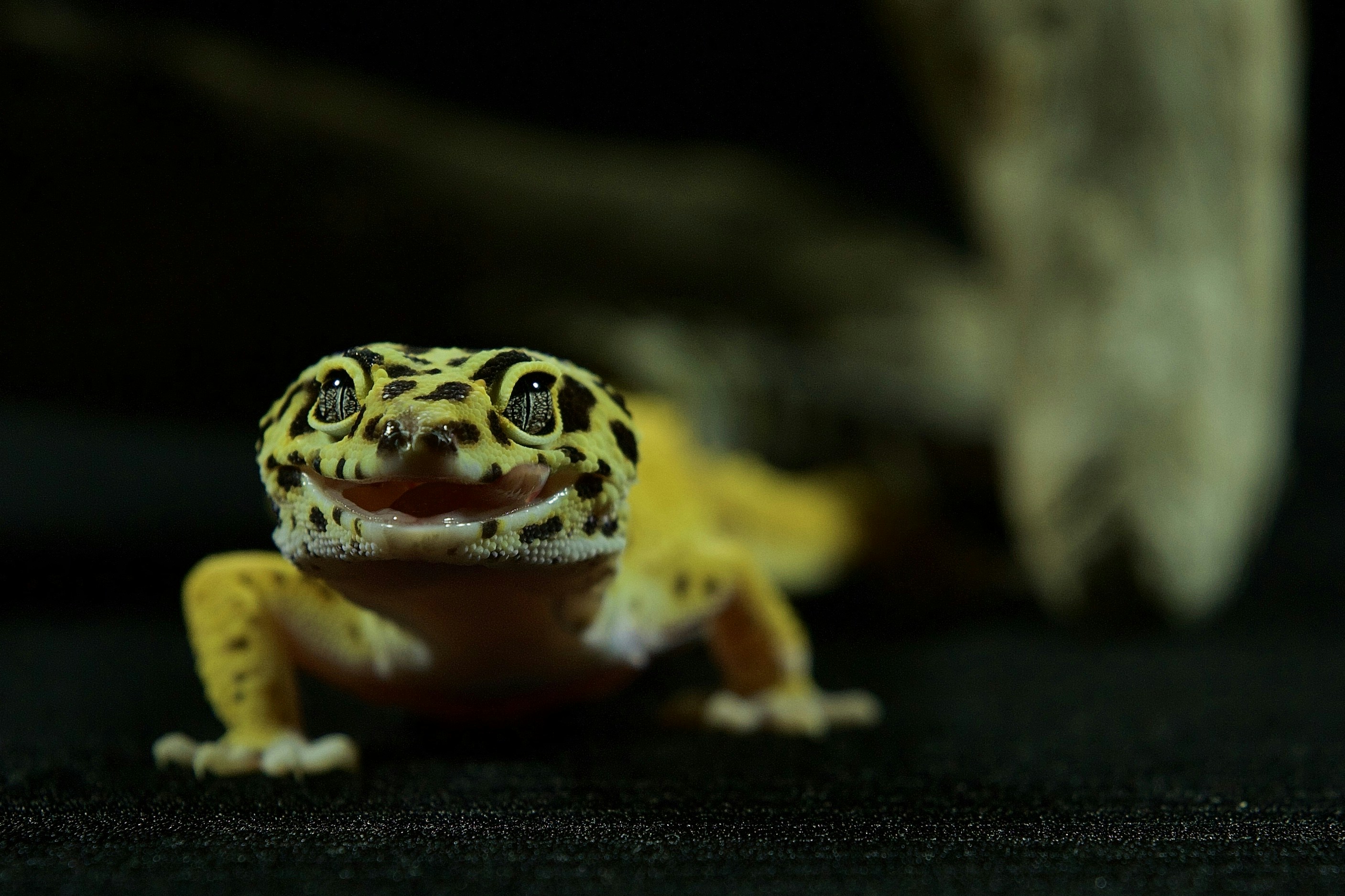 Neon Gecko at the Edge: a close-up of a yellow-spotted lizard peering from darkness
