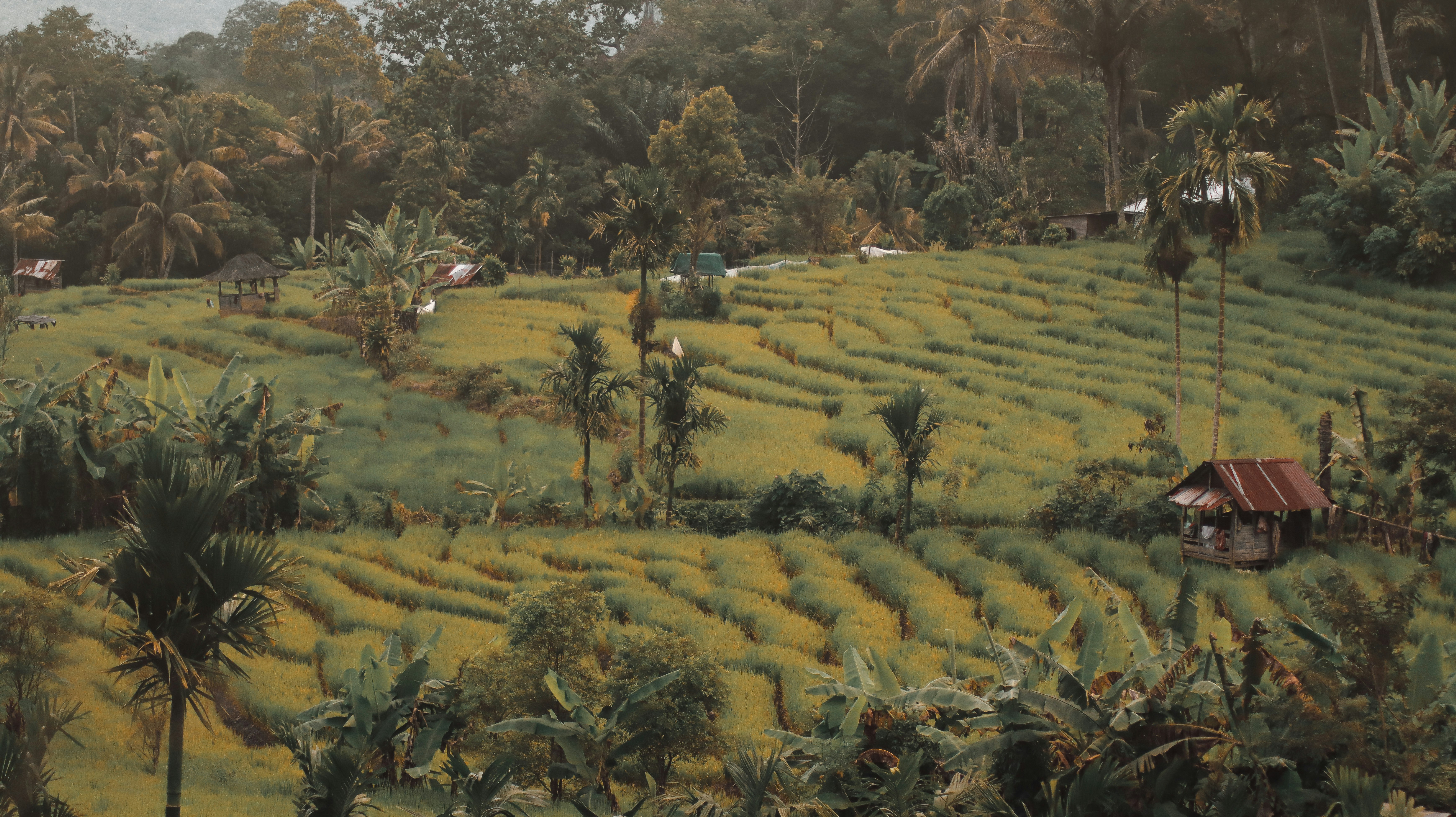 Golden Ridges: Terraced Rice Fields Under Tropical Light