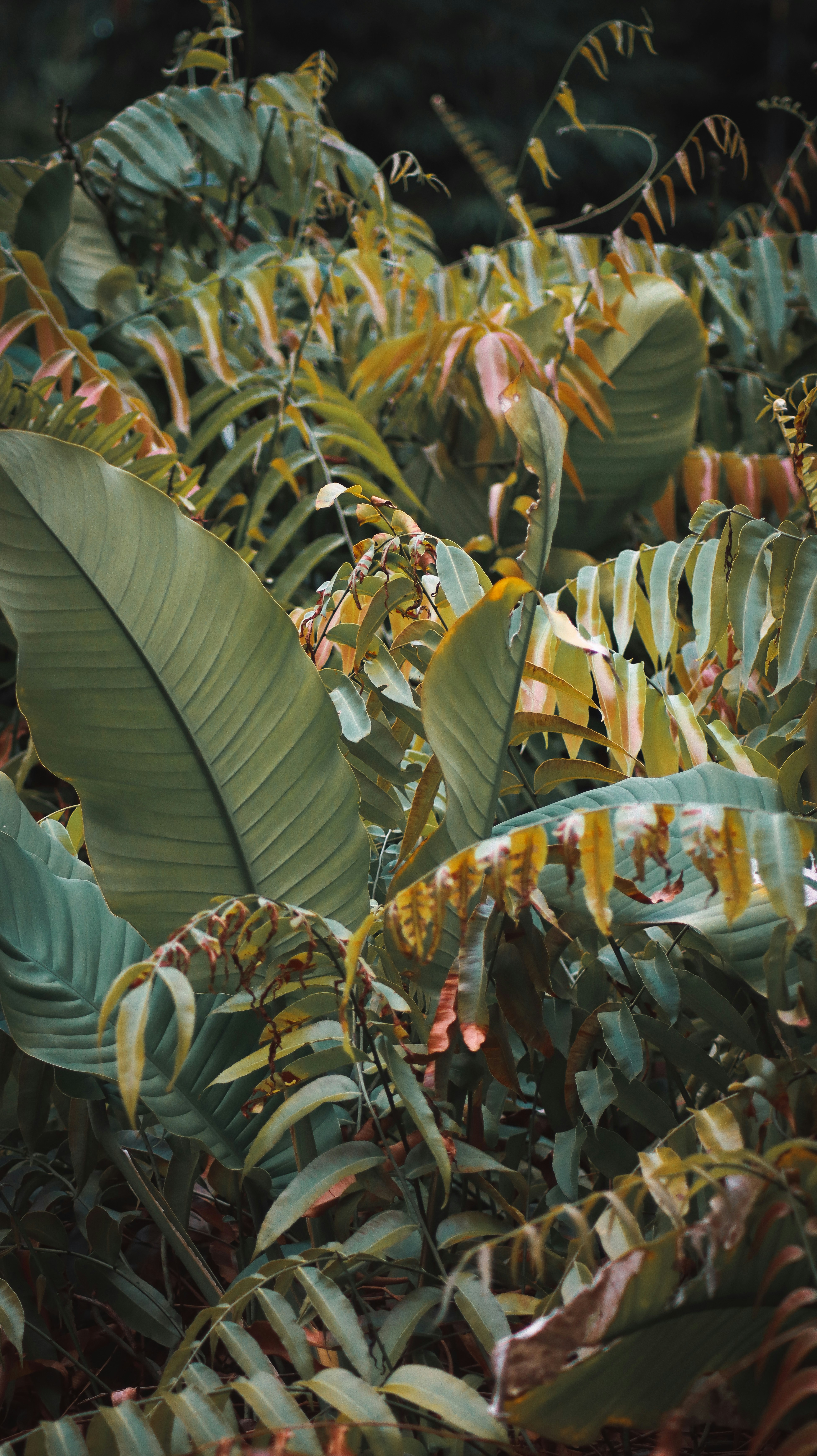 Verdant Threads: A Quiet Portrait of Jungle Leaves