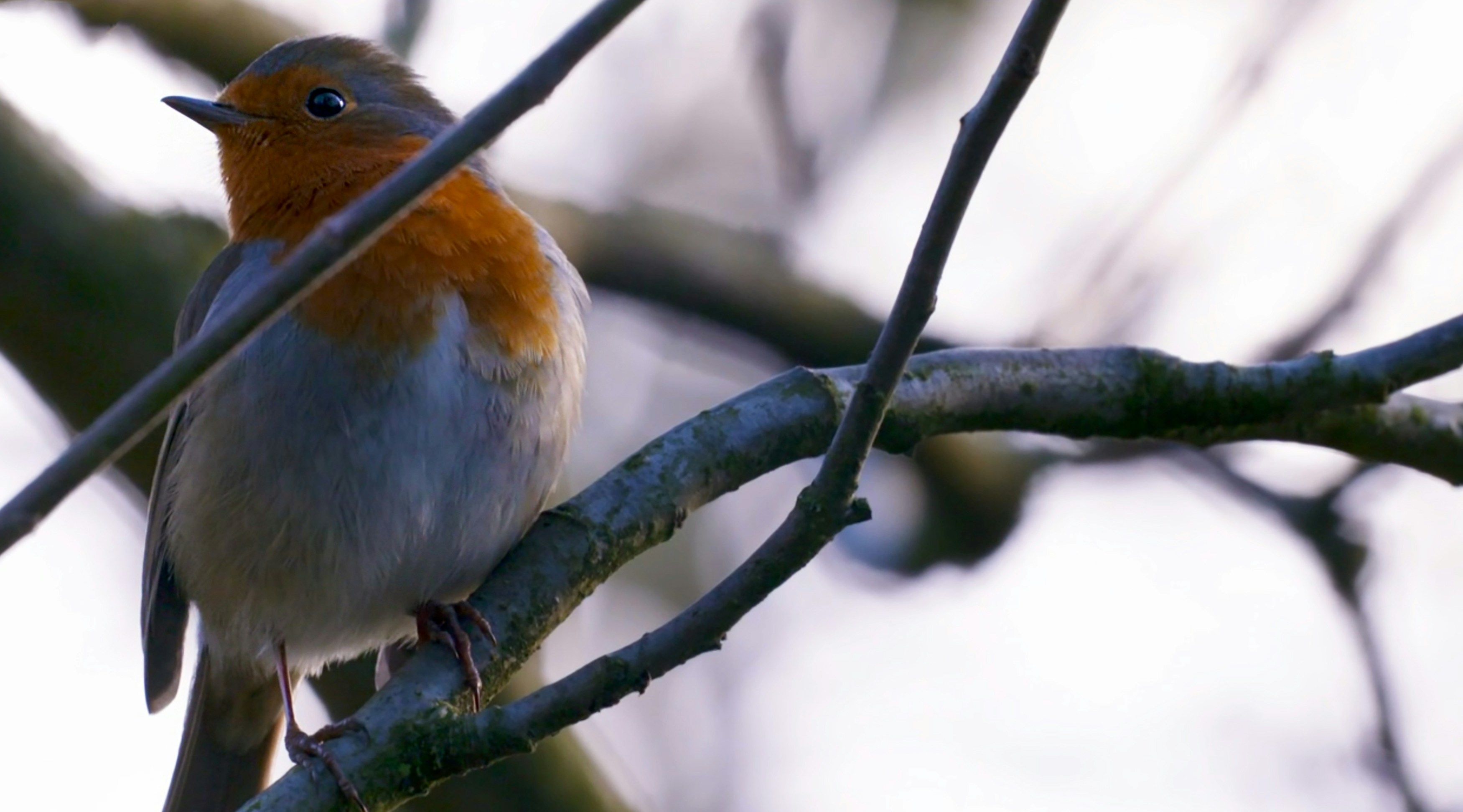 A small bird perched on a tree branch photo – Free Salisbury Image on ...