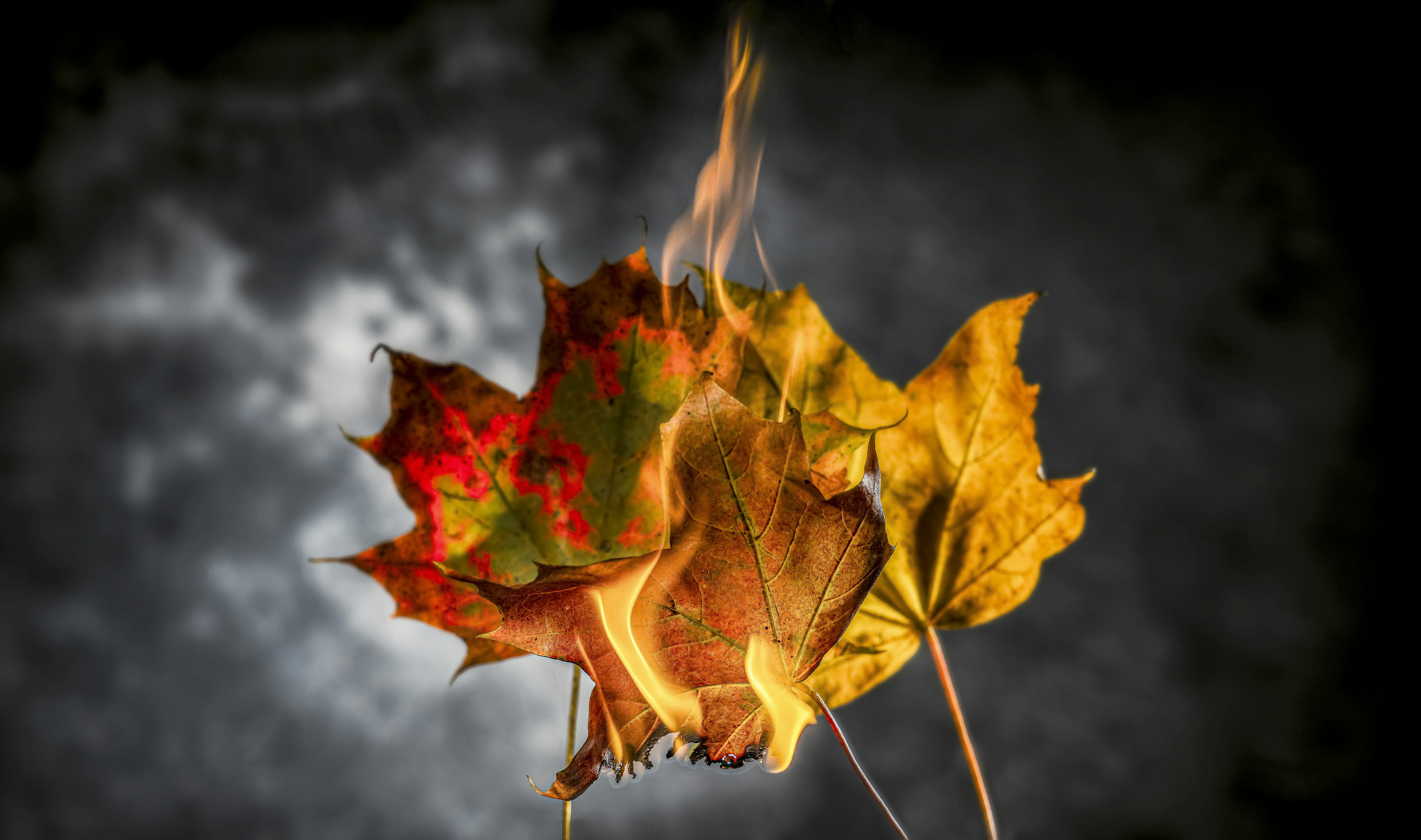Burnished Leaves: A Flame of Autumn Clinging to a Quiet Twig
