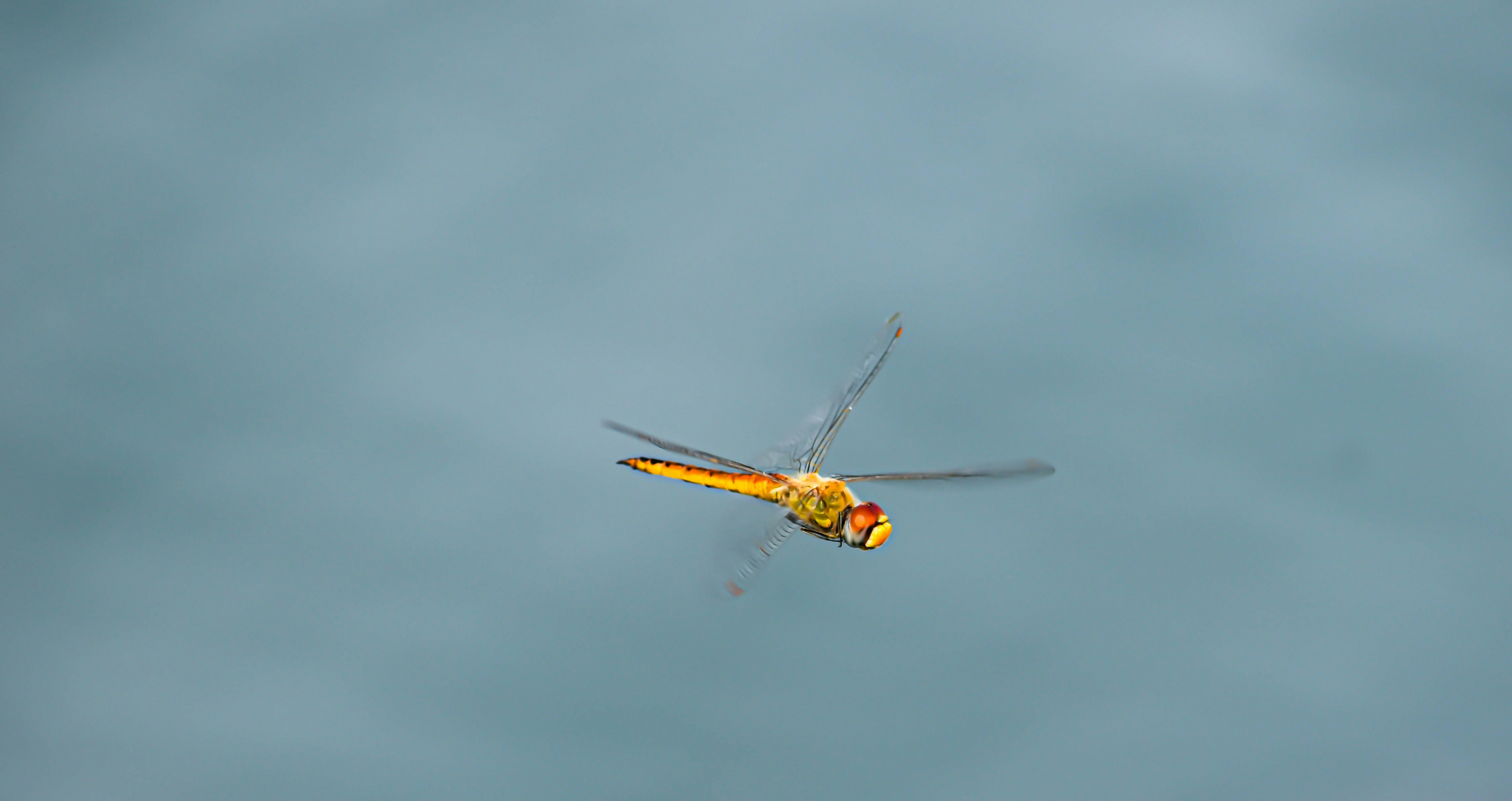 a yellow and black dragon flys through the air