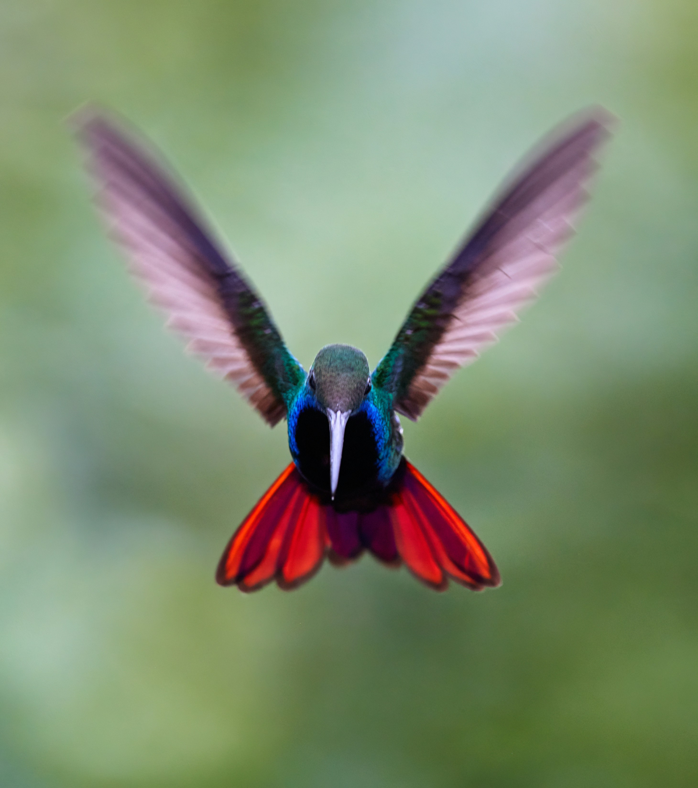 Vibrant hummingbird hovering with wings outstretched, showcasing its iridescent feathers against a soft green backdrop.
