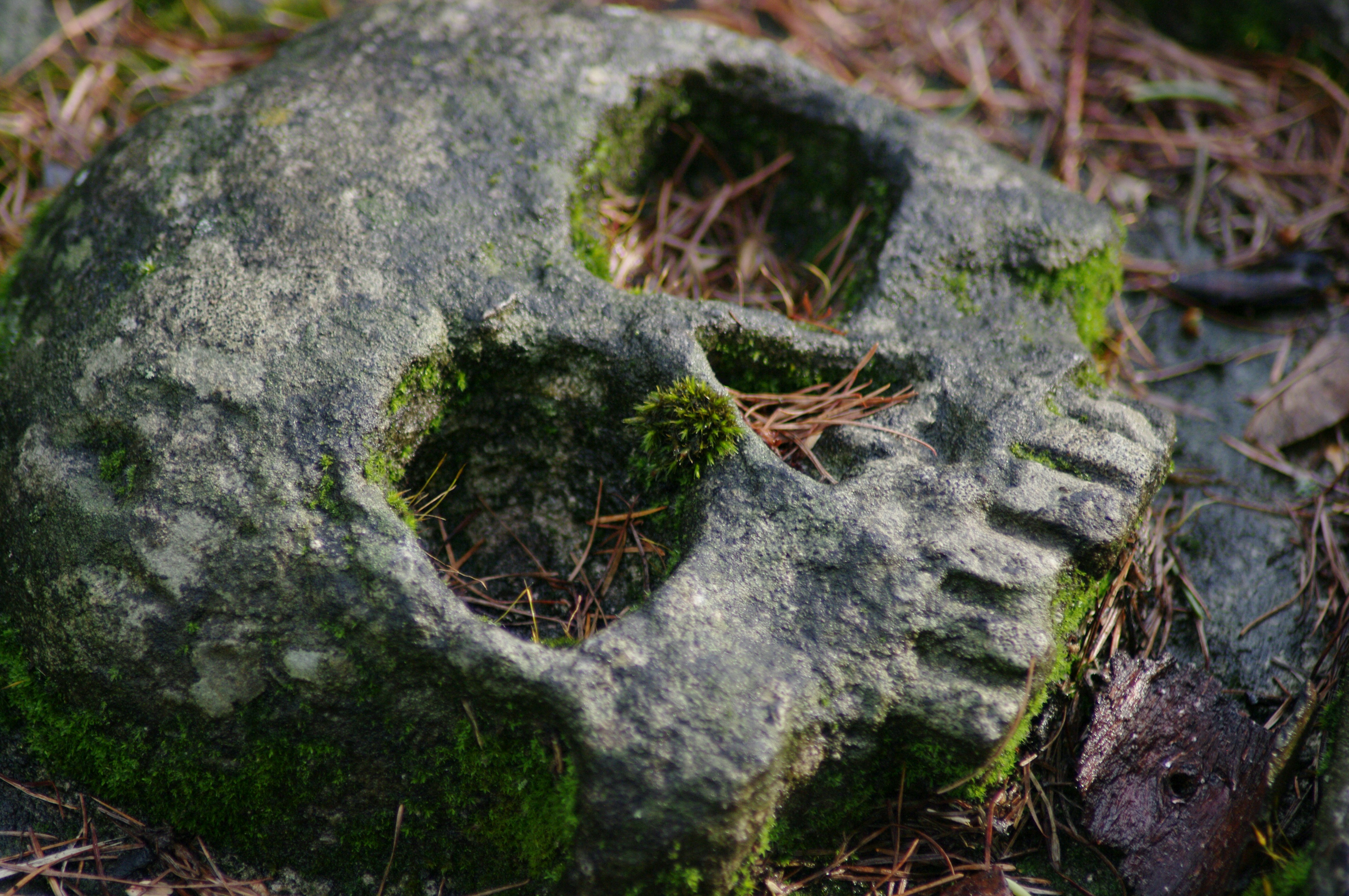 A weathered rock resembling a skull, adorned with moss and surrounded by pine needles. The natural formation evokes a sense of mystery.