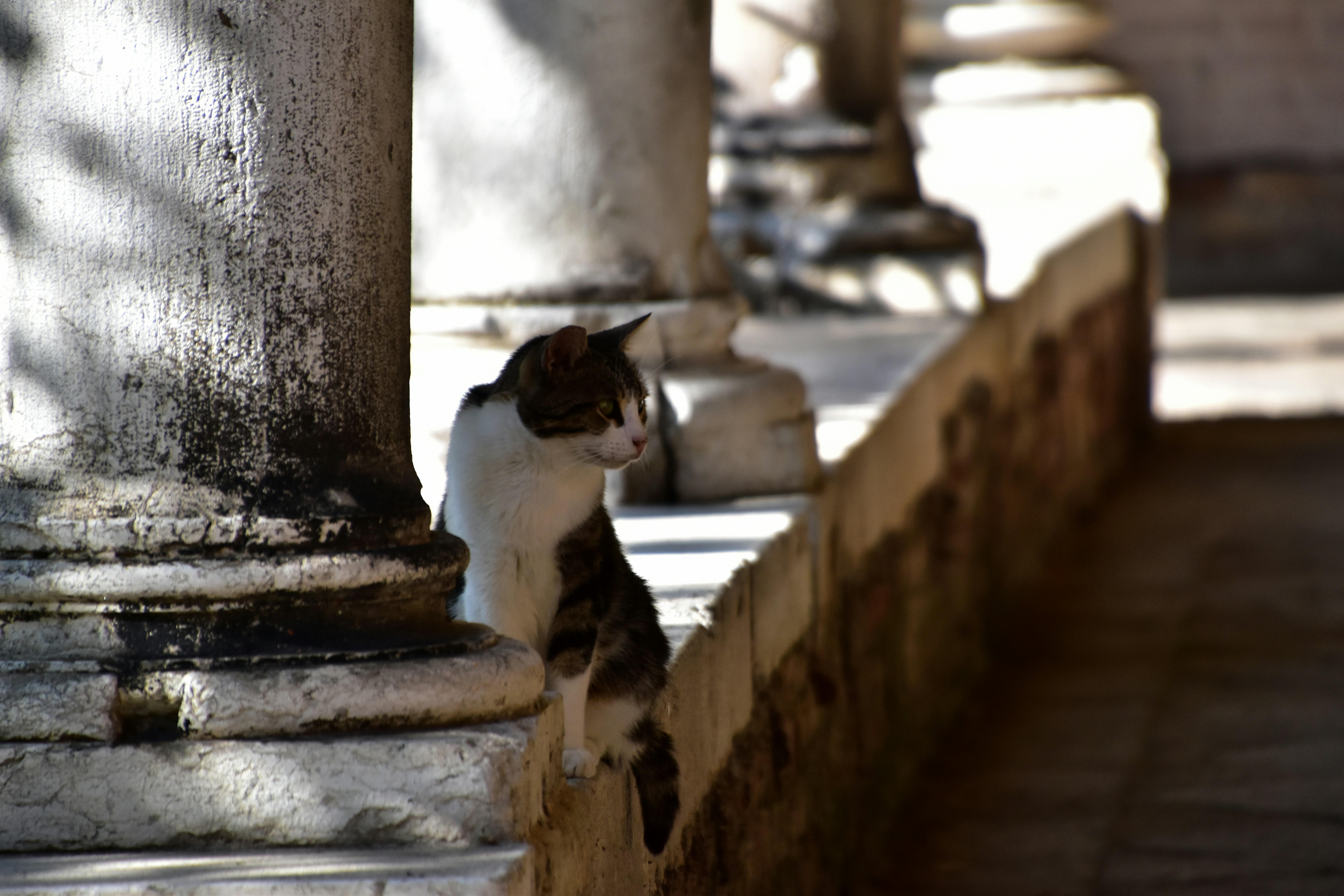 A serene cat perched on a stone ledge, framed by weathered columns in a sunlit corridor.