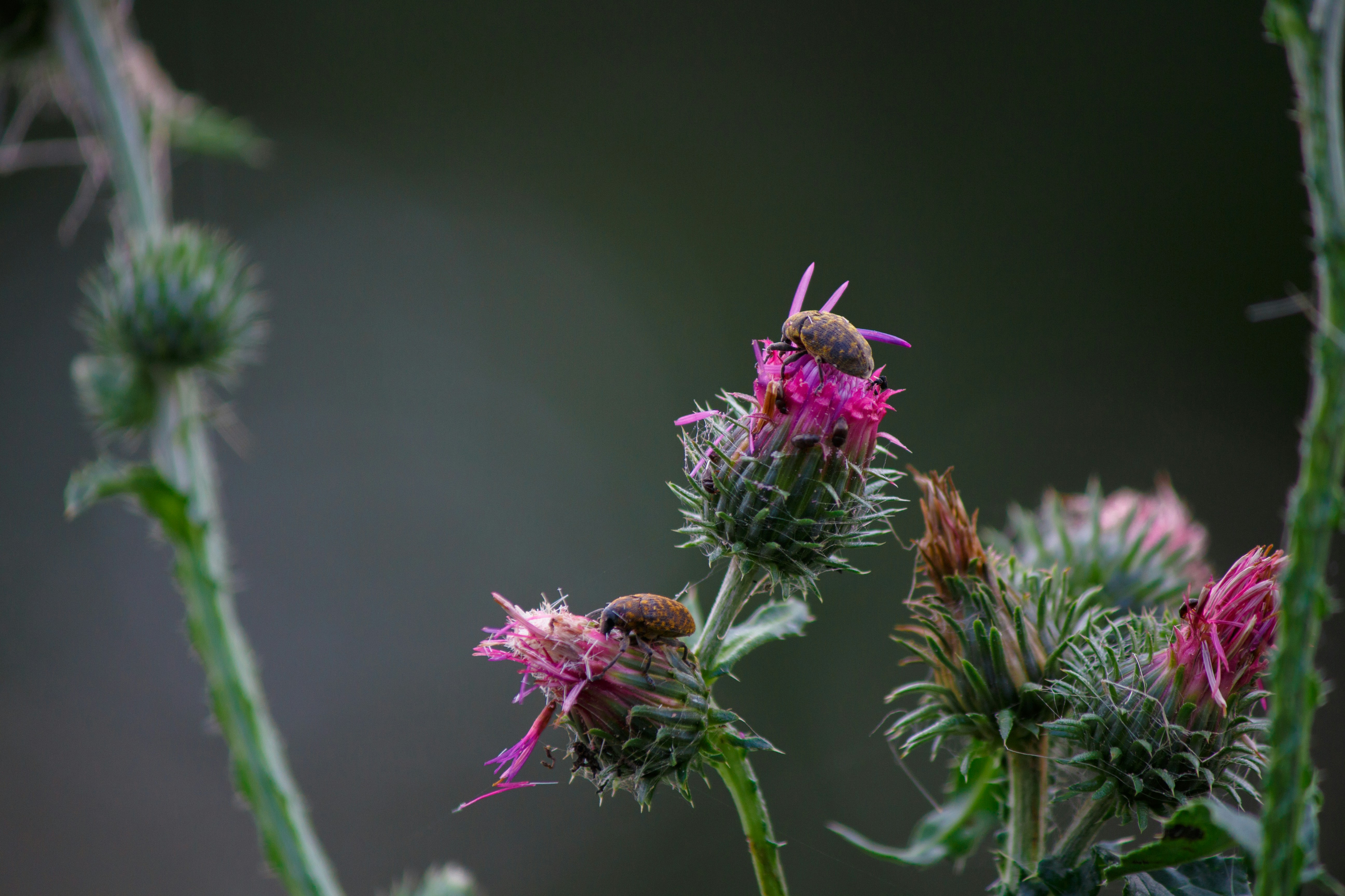 Beetles at Dusk on a Pink Thistle