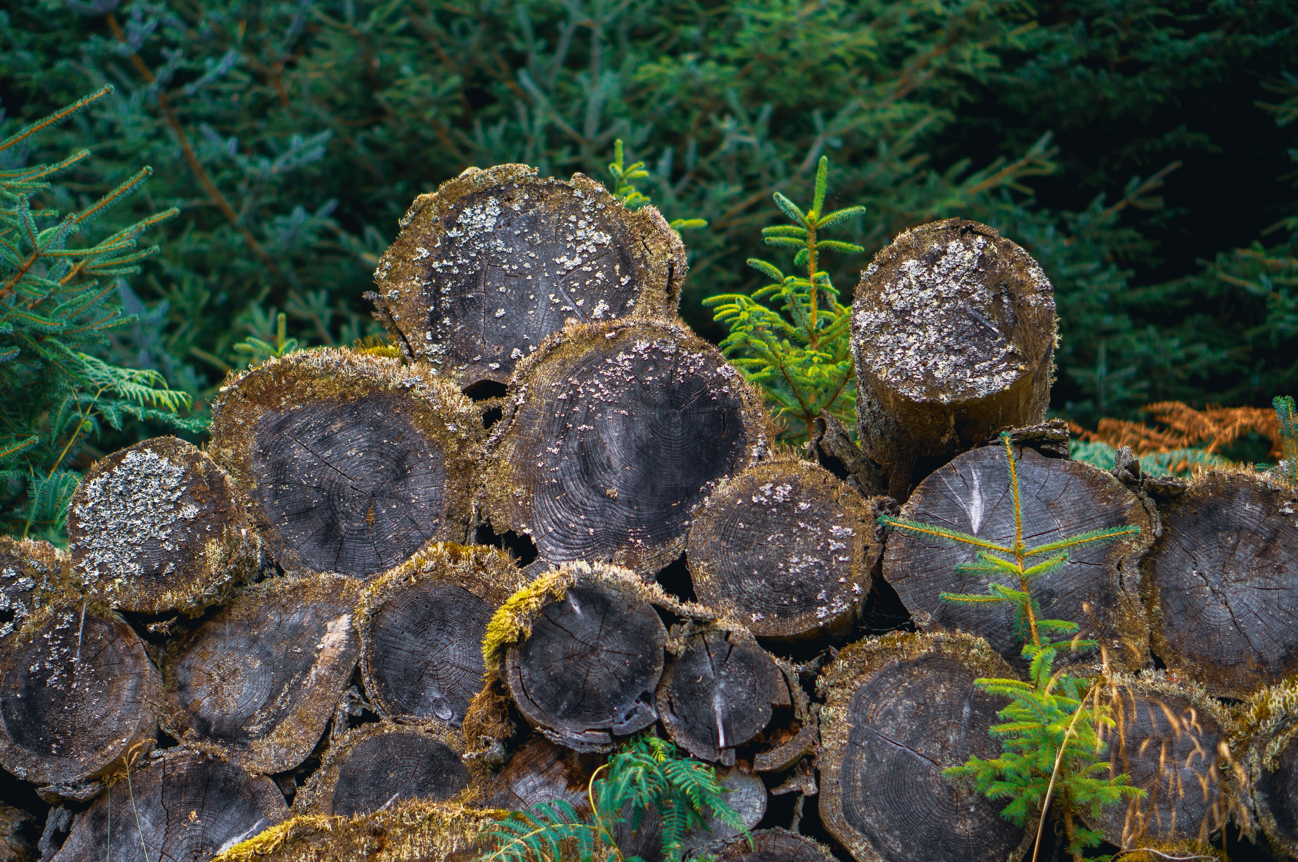 A pile of cut down trees in a forest photo – Free Regrowth Image on ...