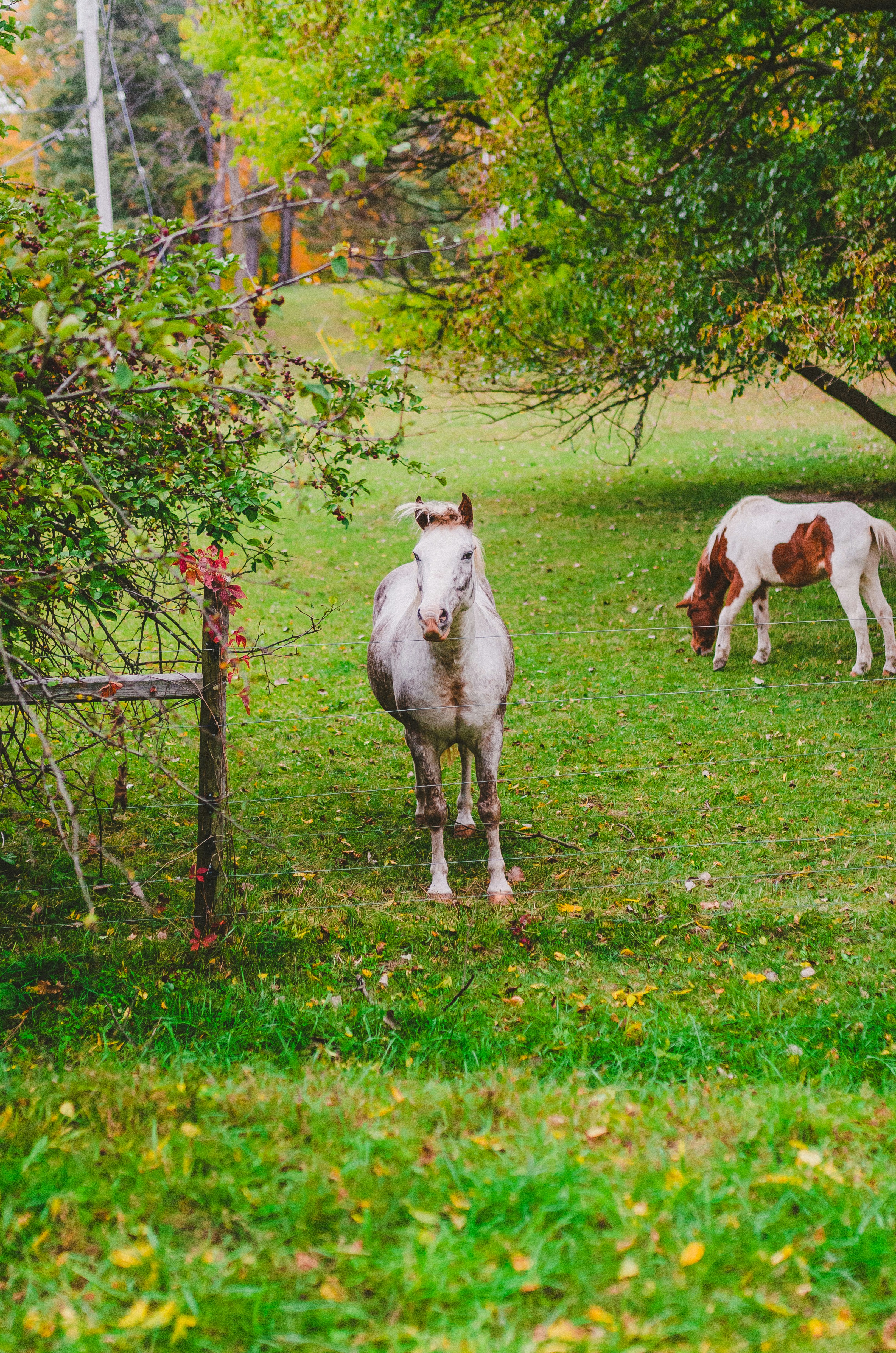 White horse in a sunlit paddock framed by autumn trees