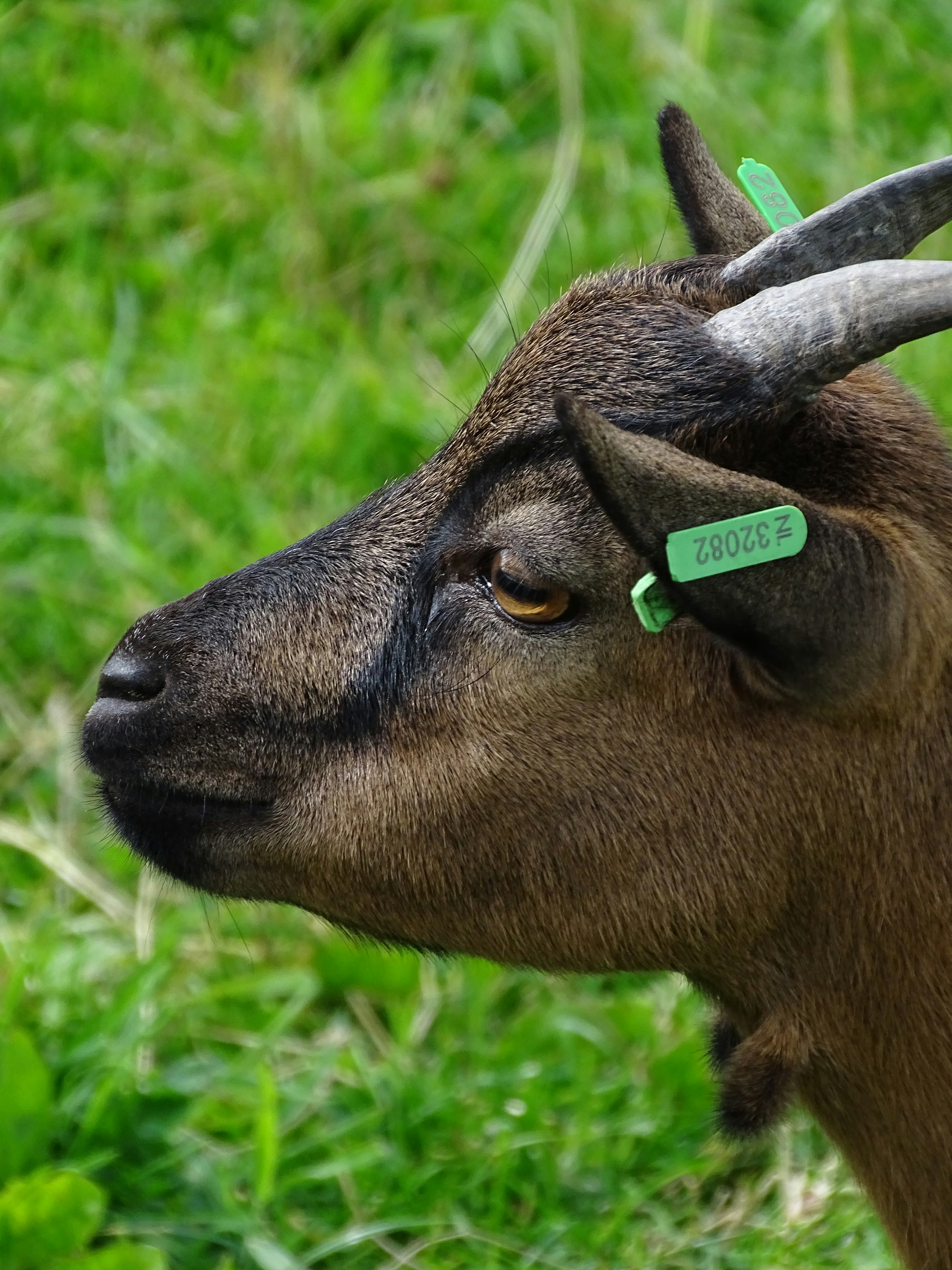 a close up of a goat with green tags on it's ears