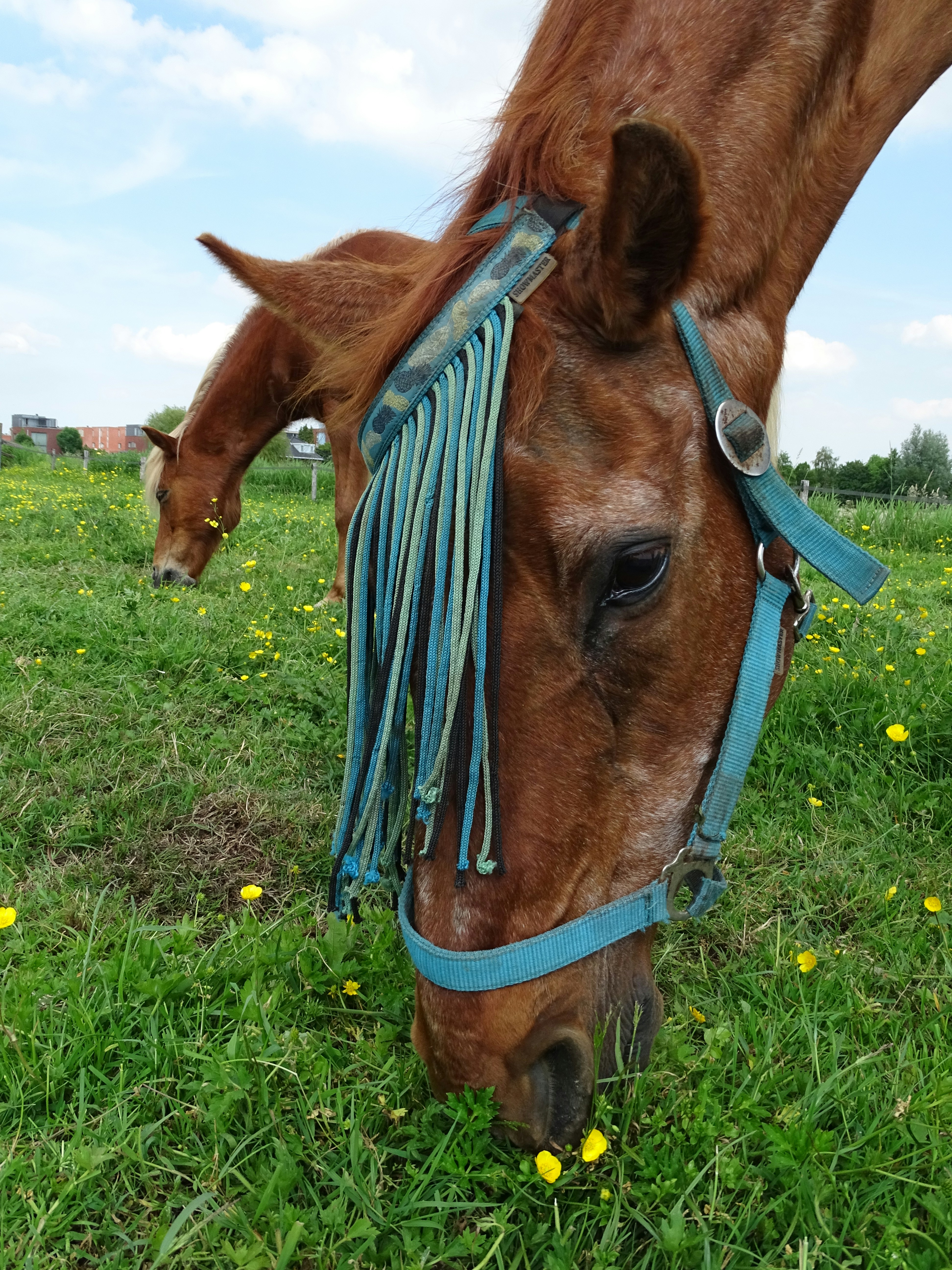 Equine Elegance in Pastoral Serenity