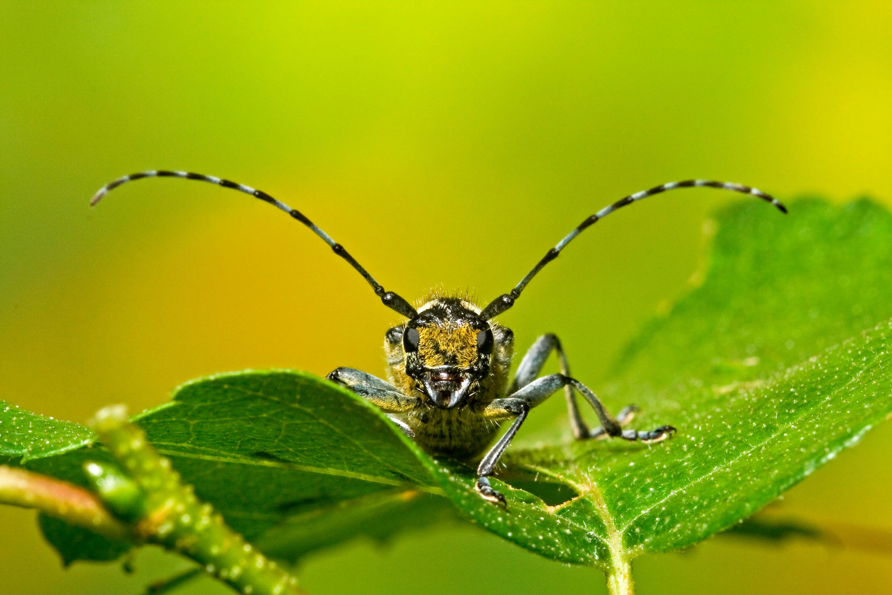 Longhorn Whispers: A Macro Portrait of a Striped-Antenna Beetle on a Leaf