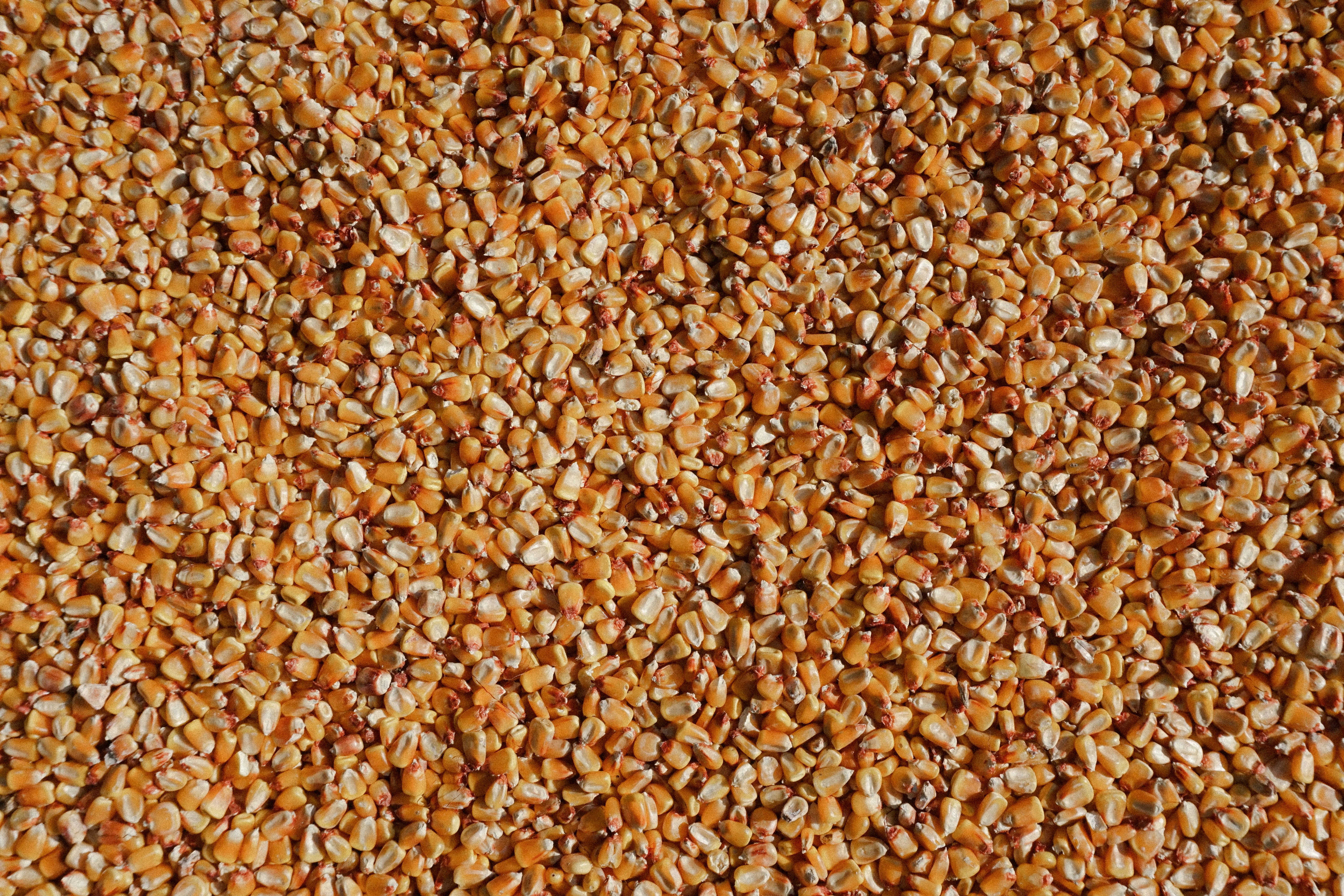 Close-up of a multitude of golden corn kernels scattered across a surface, showcasing their natural textures and colors.