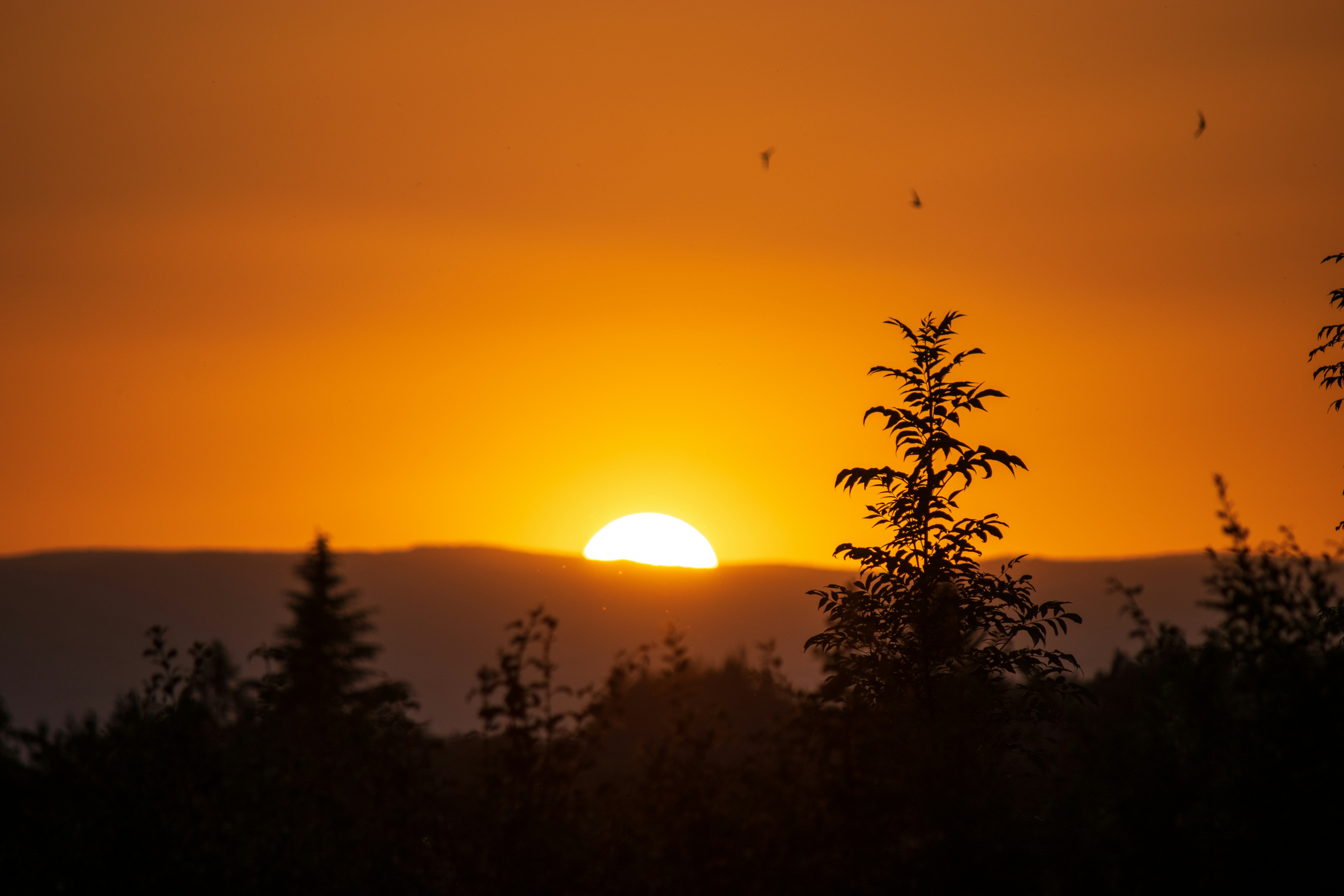 Sunrise casting a warm glow over silhouetted trees and distant hills.
