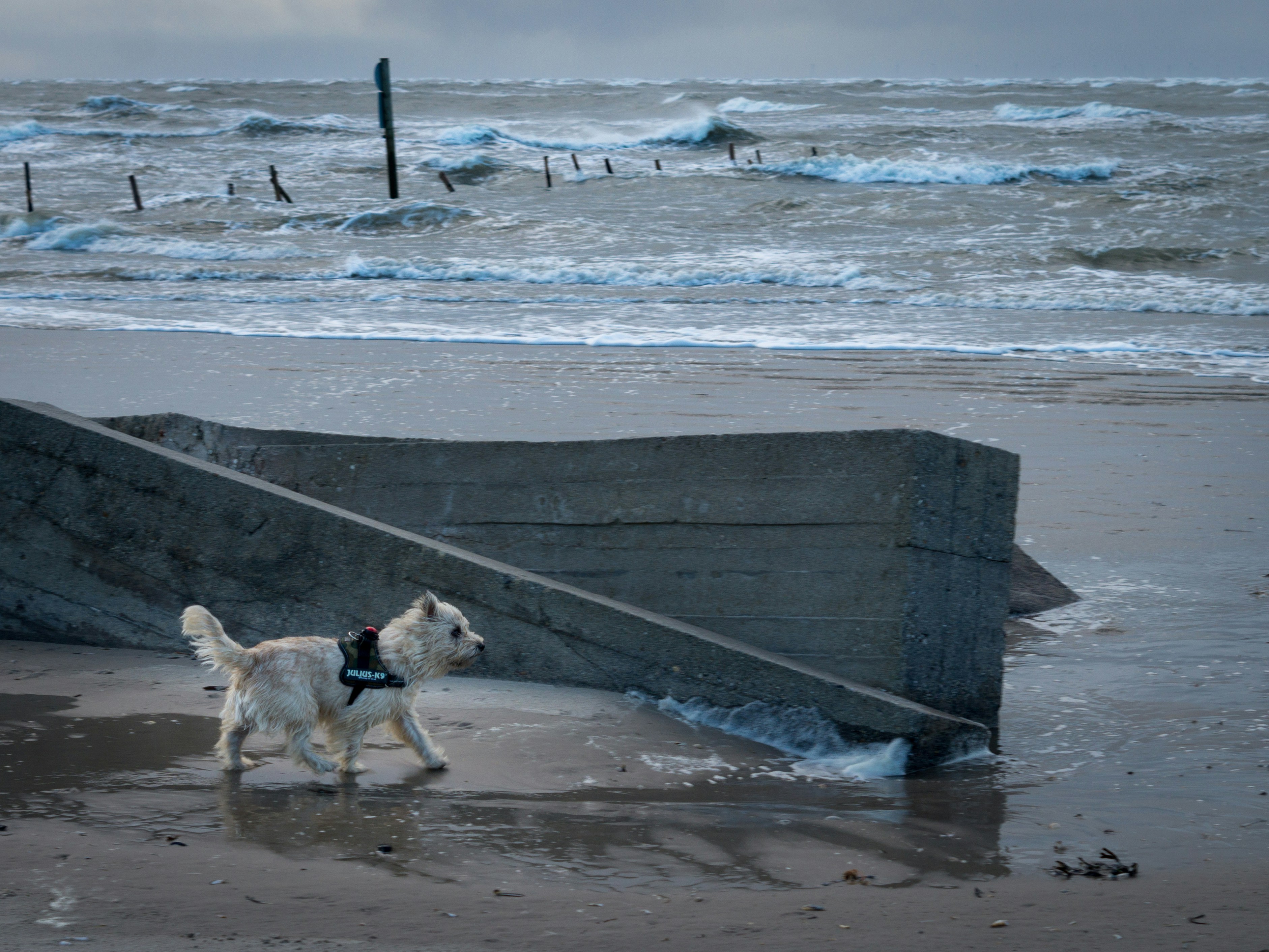Resilient Spirit: A Canine's Adventure by the Shore