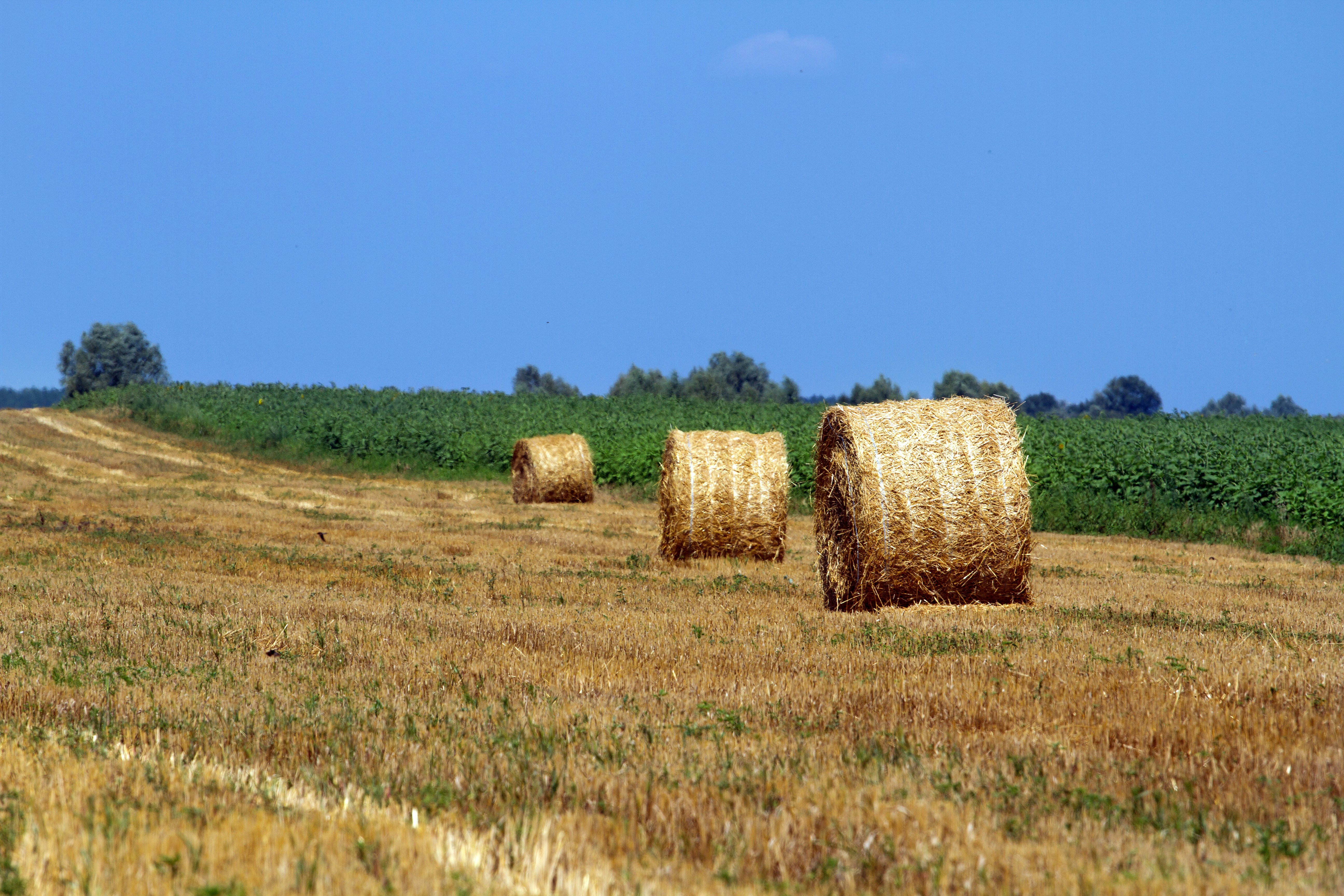 Hay bales in the countryside on a perfect sunny day | three bales of hay sitting in a field