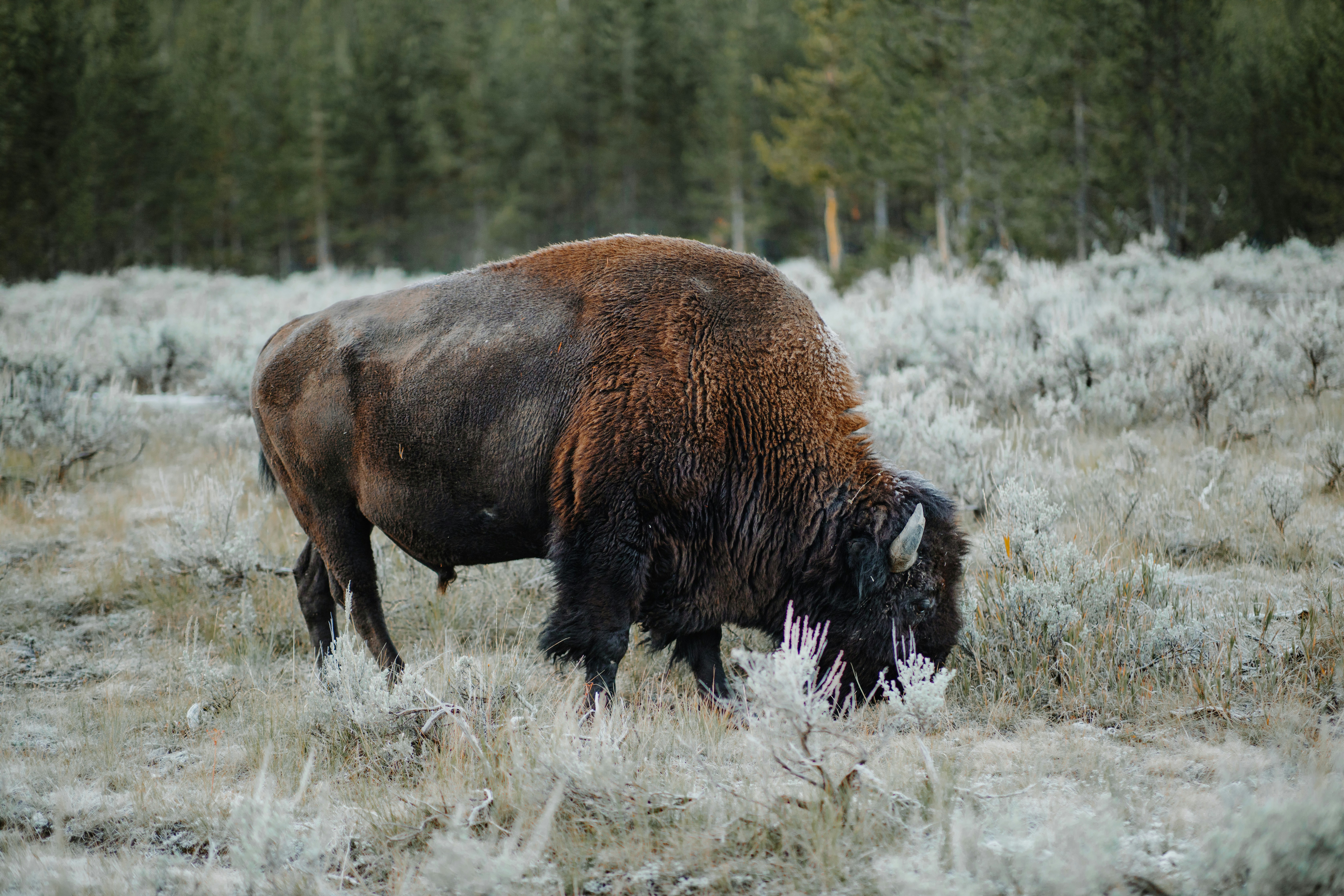 A bison is grazing in a field of grass photo – Free United states Image ...