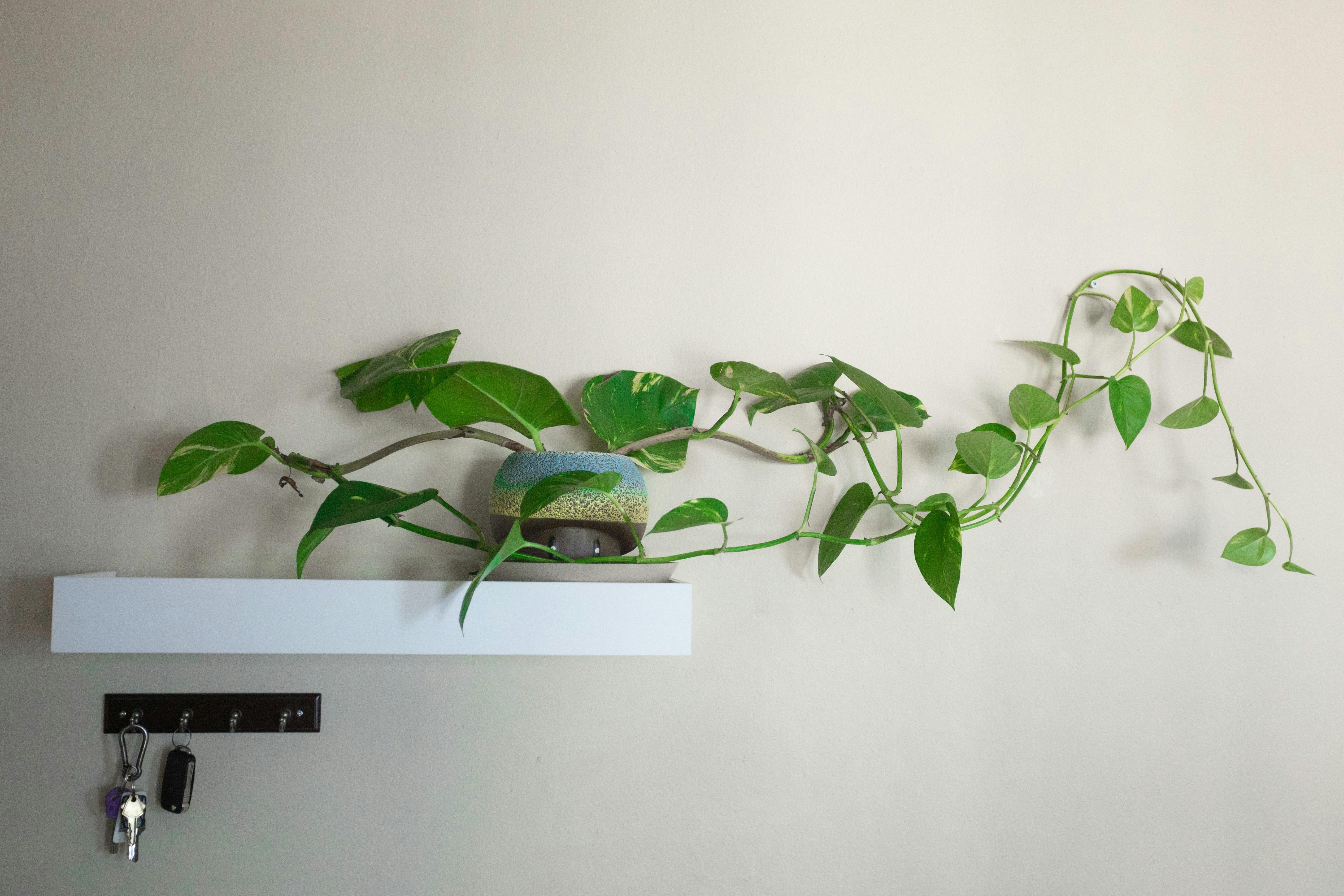 Trailing Greenery Across a Minimal Wall