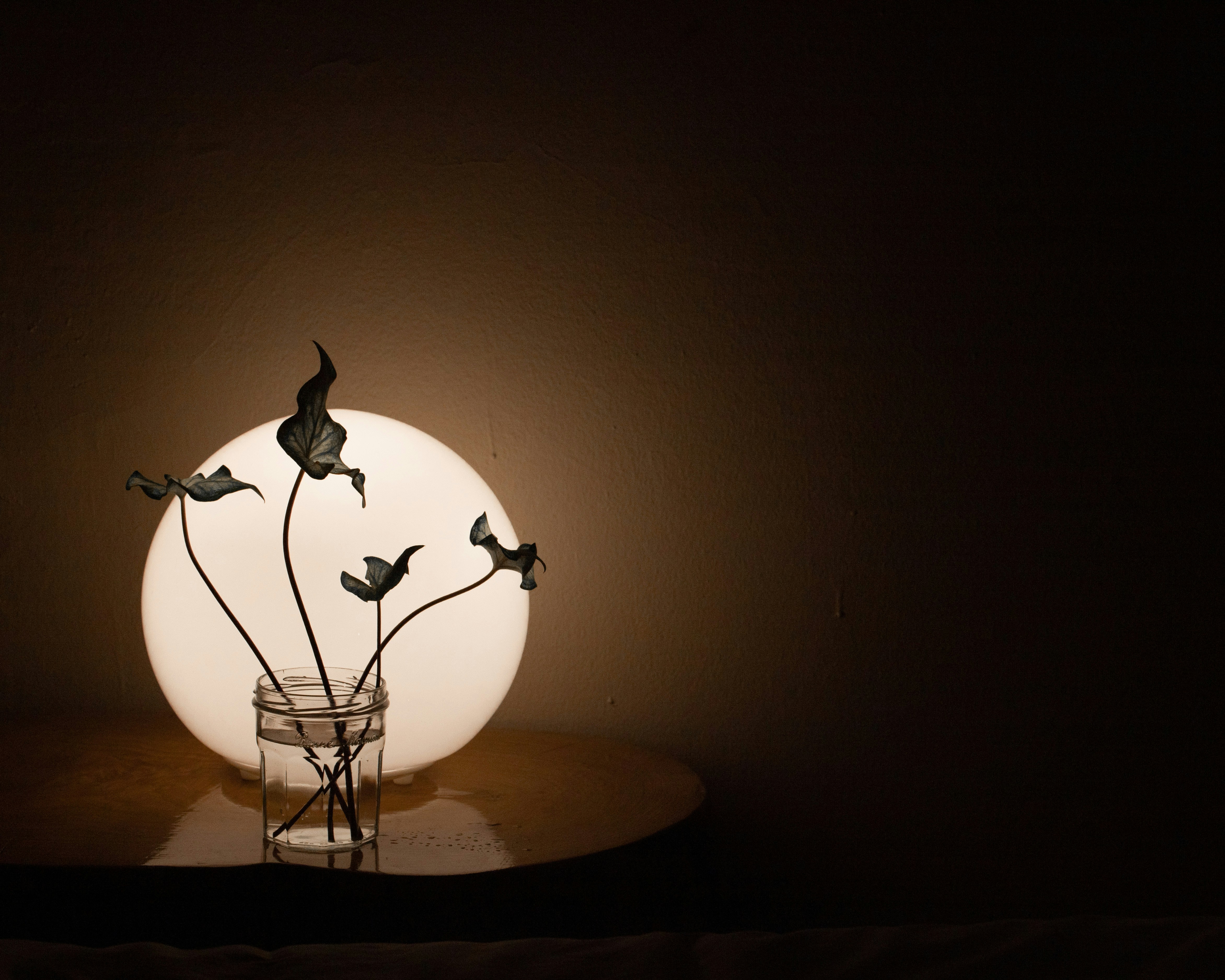 Silhouetted leaves in a jar against a softly glowing orb, creating a serene ambiance.