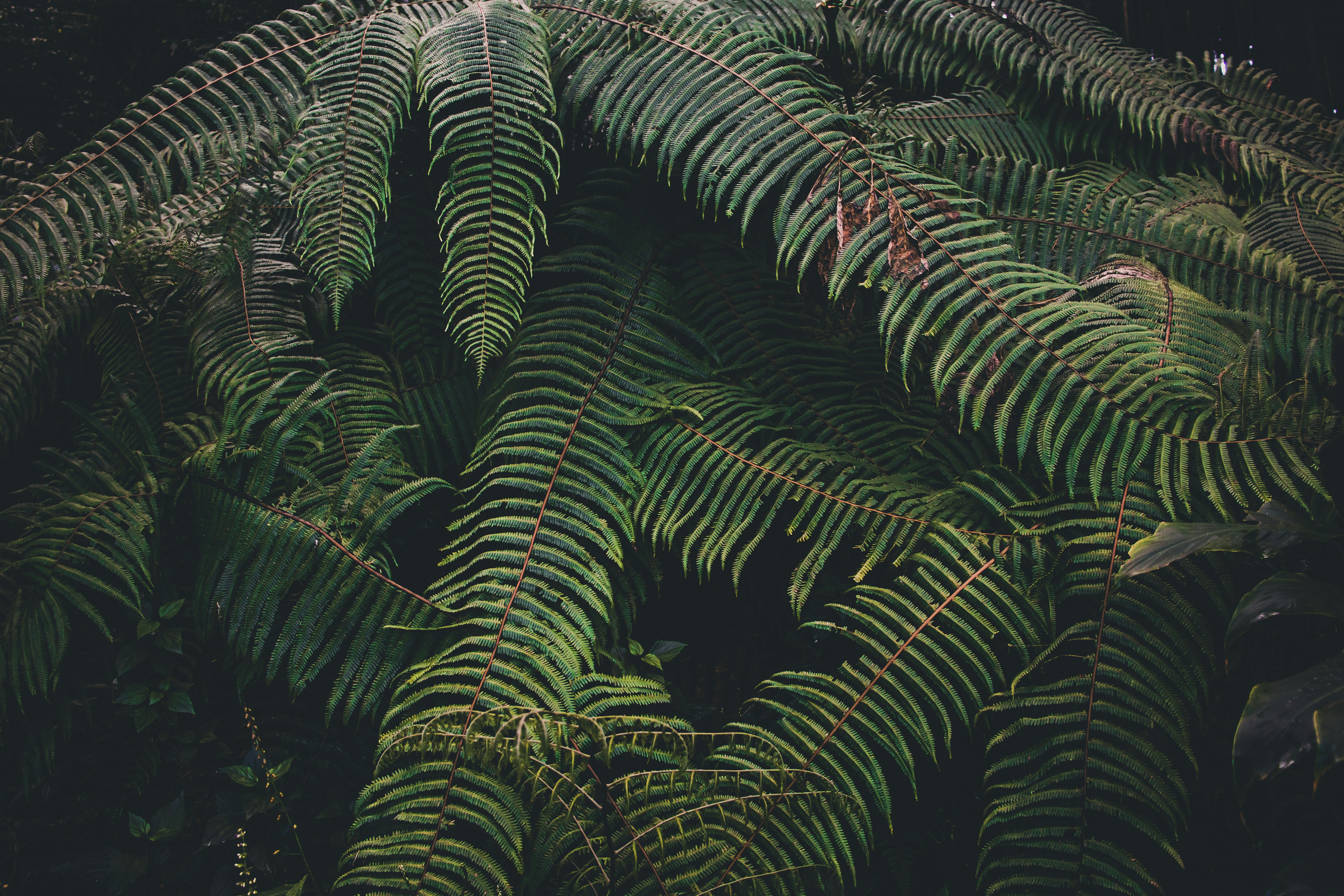 A Quiet Portal Hidden Within a Fern Tangle