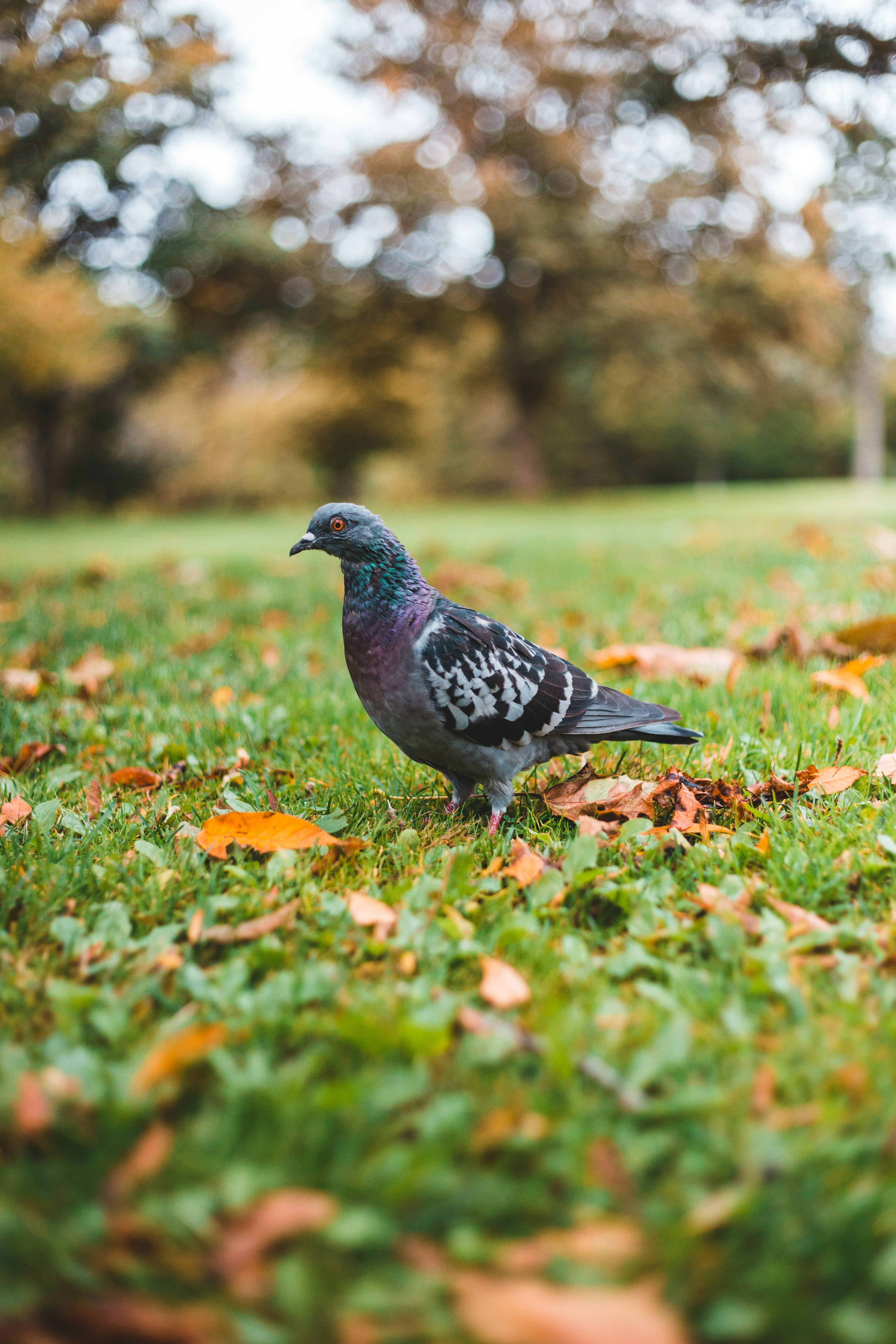 Iridescent Pigeon Amid Autumn Leaves in a Quiet Park