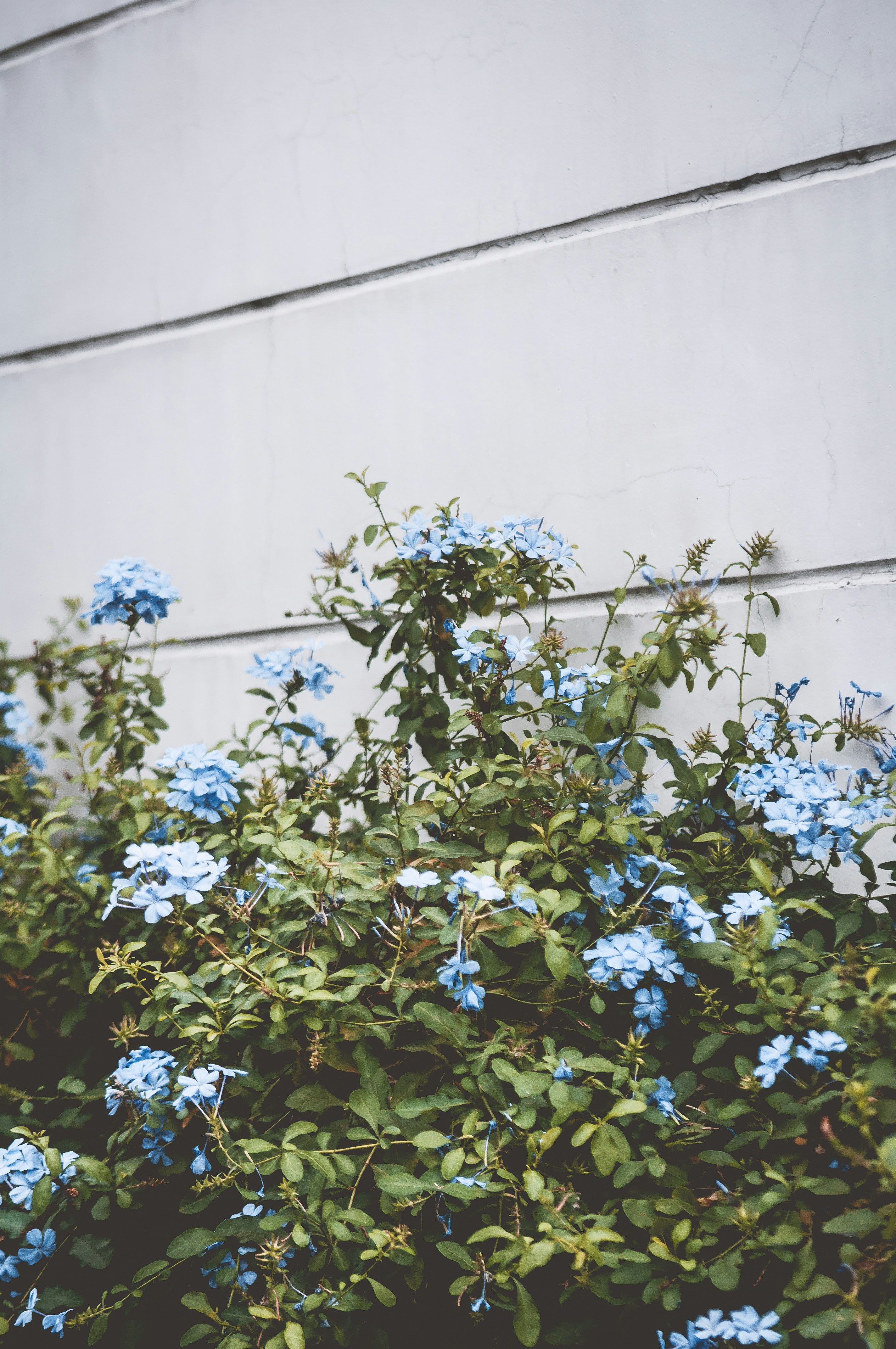 Everything is blue