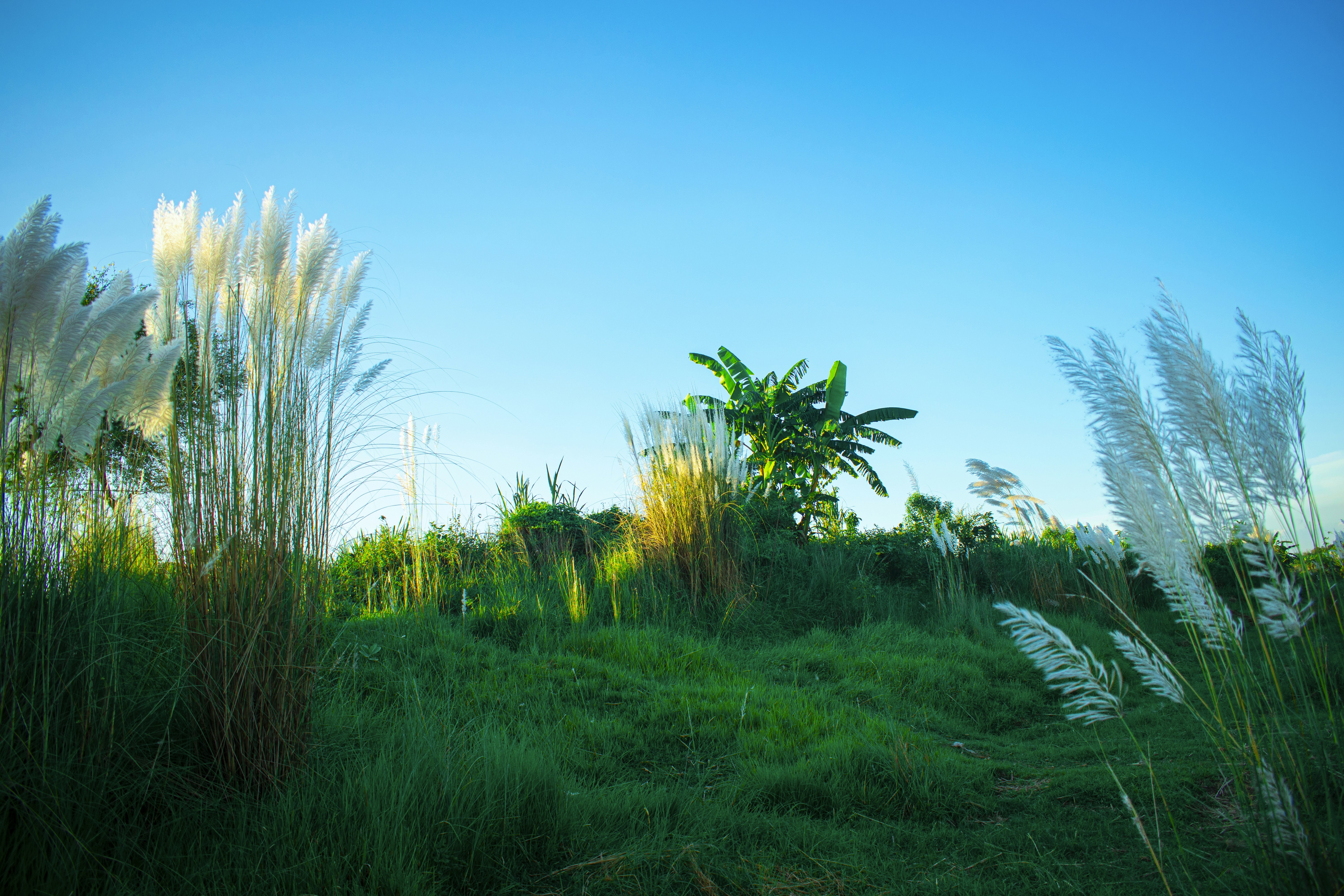 Sunlit Prairie Fringe: A Lone Banana Plant Amid Tall Pampas