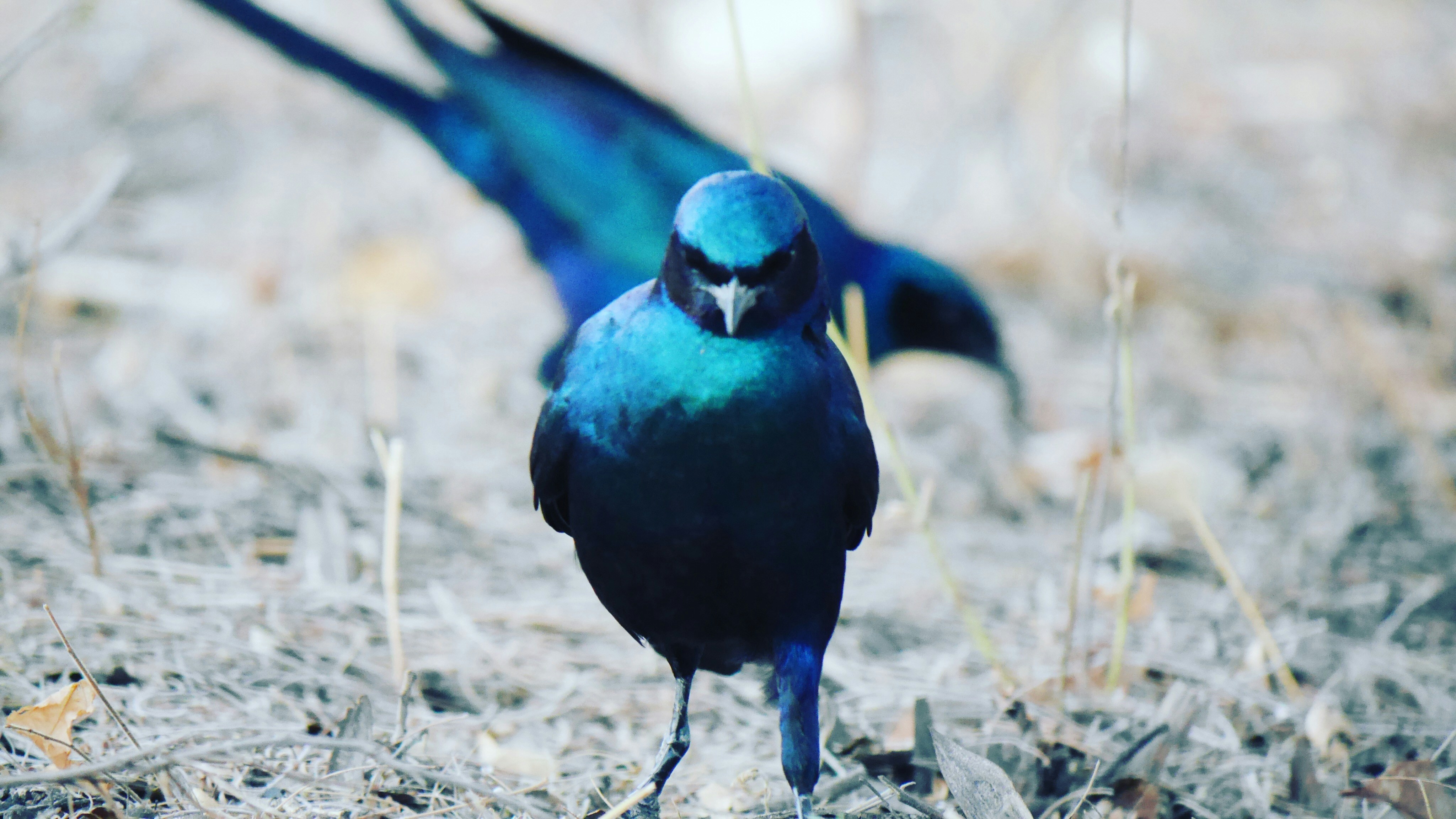 A striking blue bird stands prominently in a natural setting, with another bird blurred in the background. The scene captures the essence of wildlife observation.