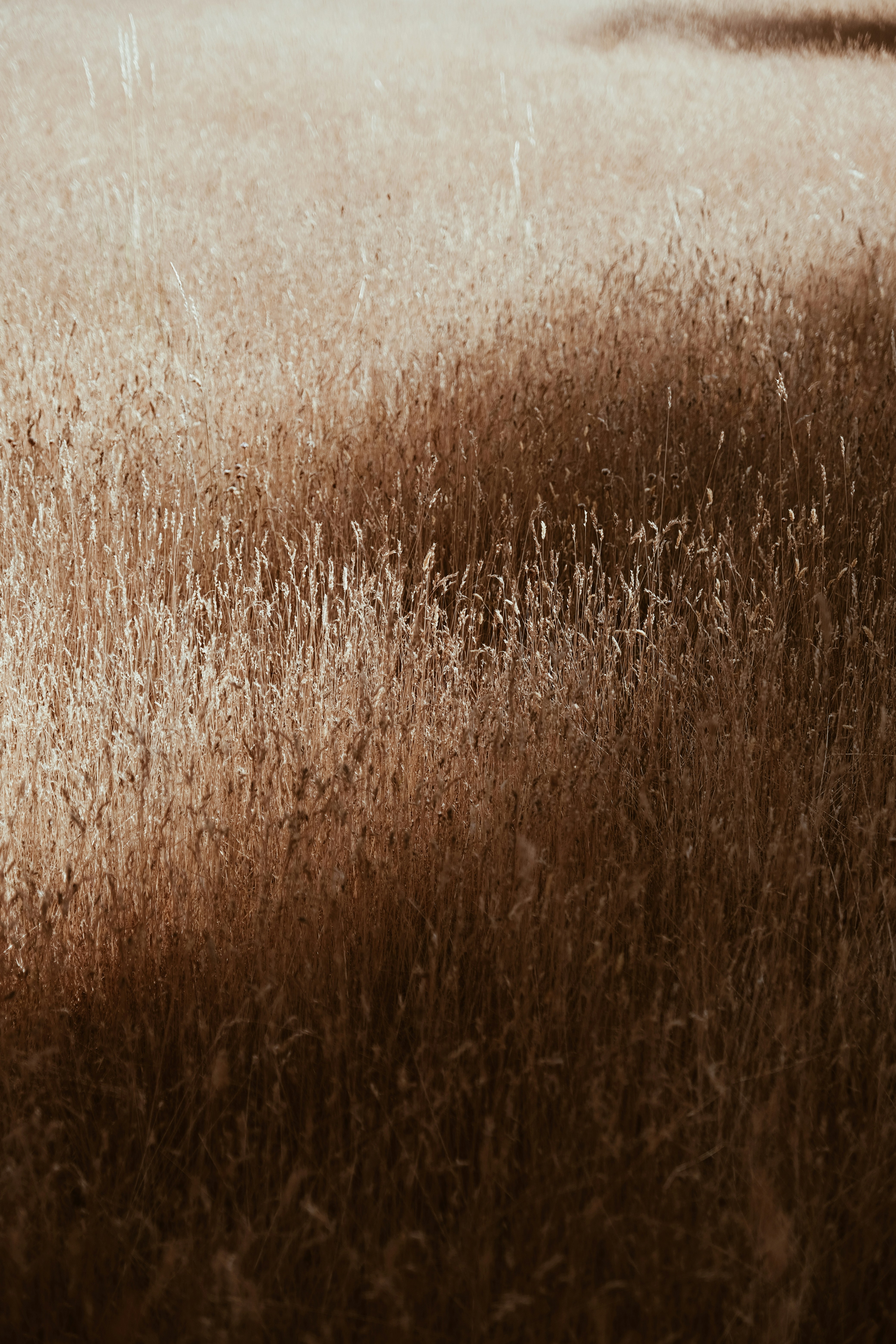 Beige Background Pictures | 1K+ Free Images on Unsplash