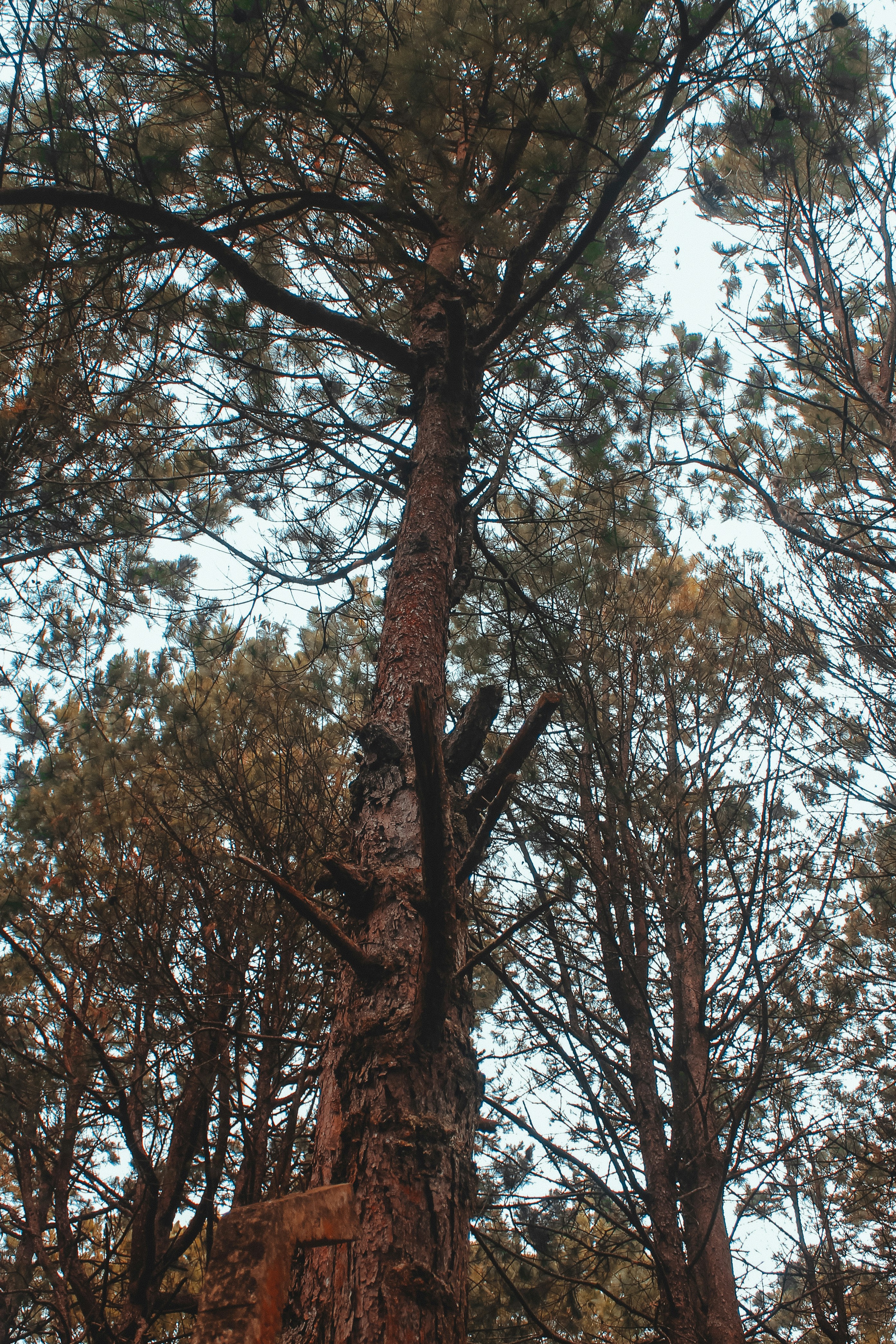 A tall tree with lots of leaves on top of it photo – Free Single tree ...