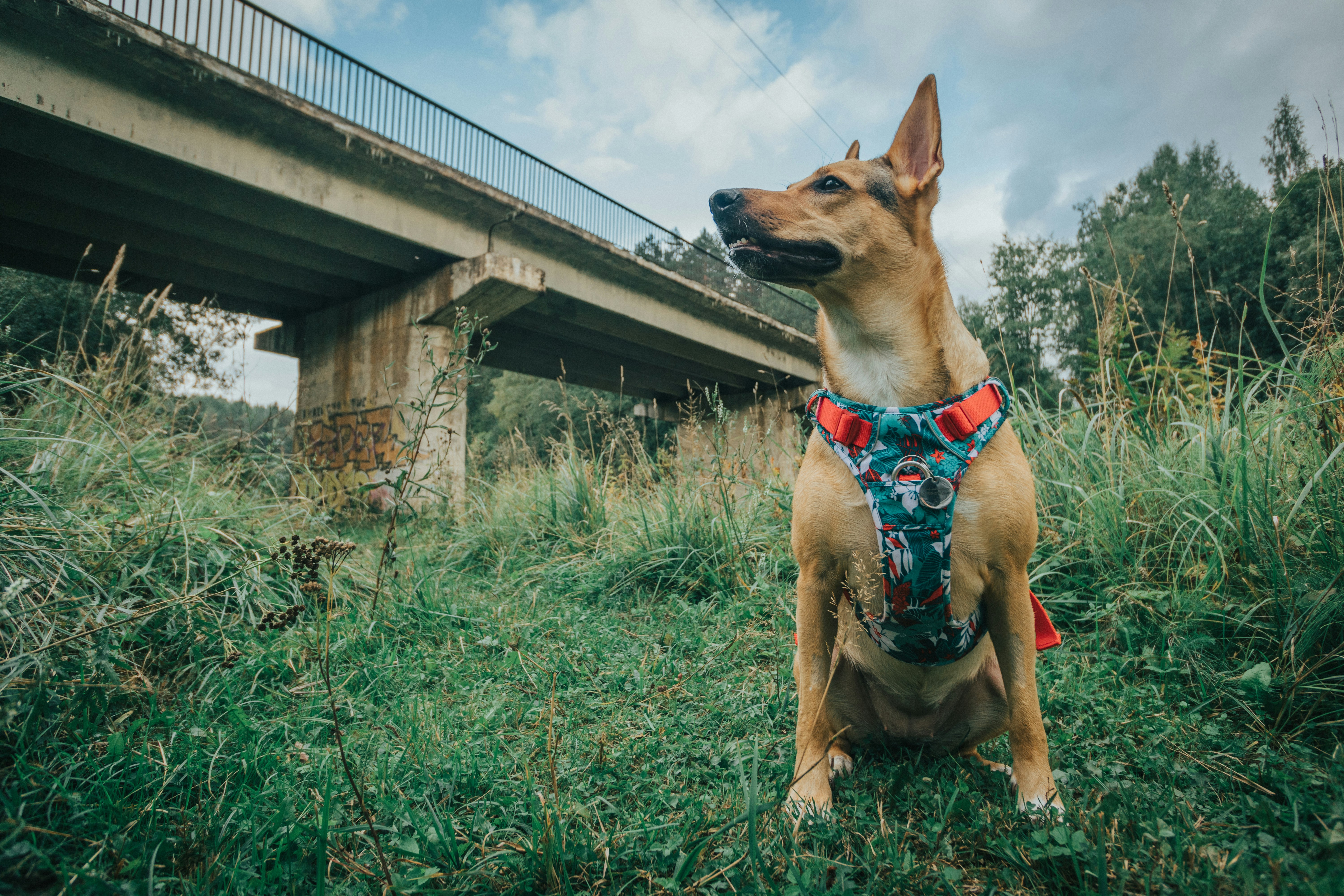 Riverside Sentinel: Tan Dog Sits in Meadow by the Bridge, Gazing Upward