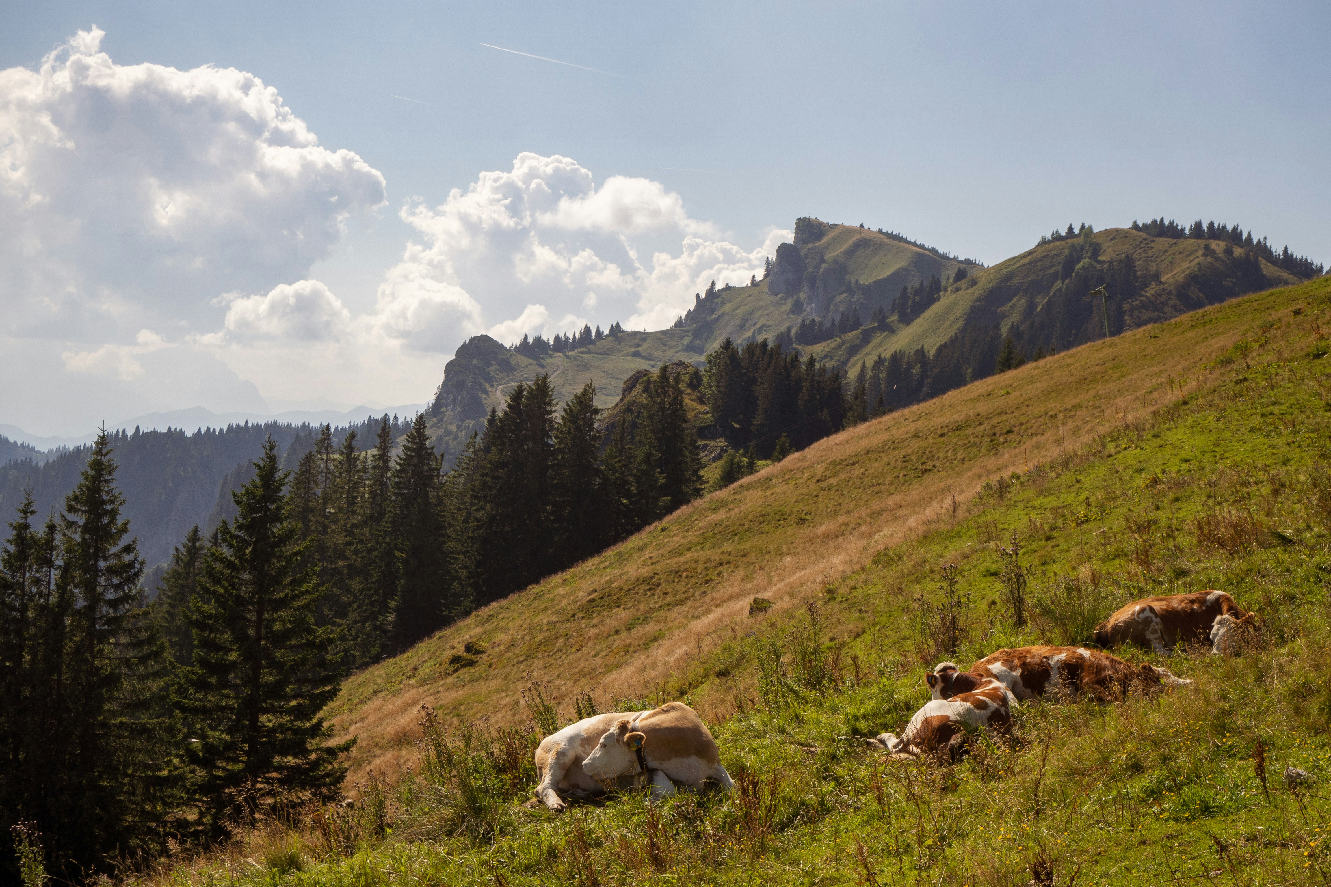 a herd of sheep standing on top of a lush green hillside