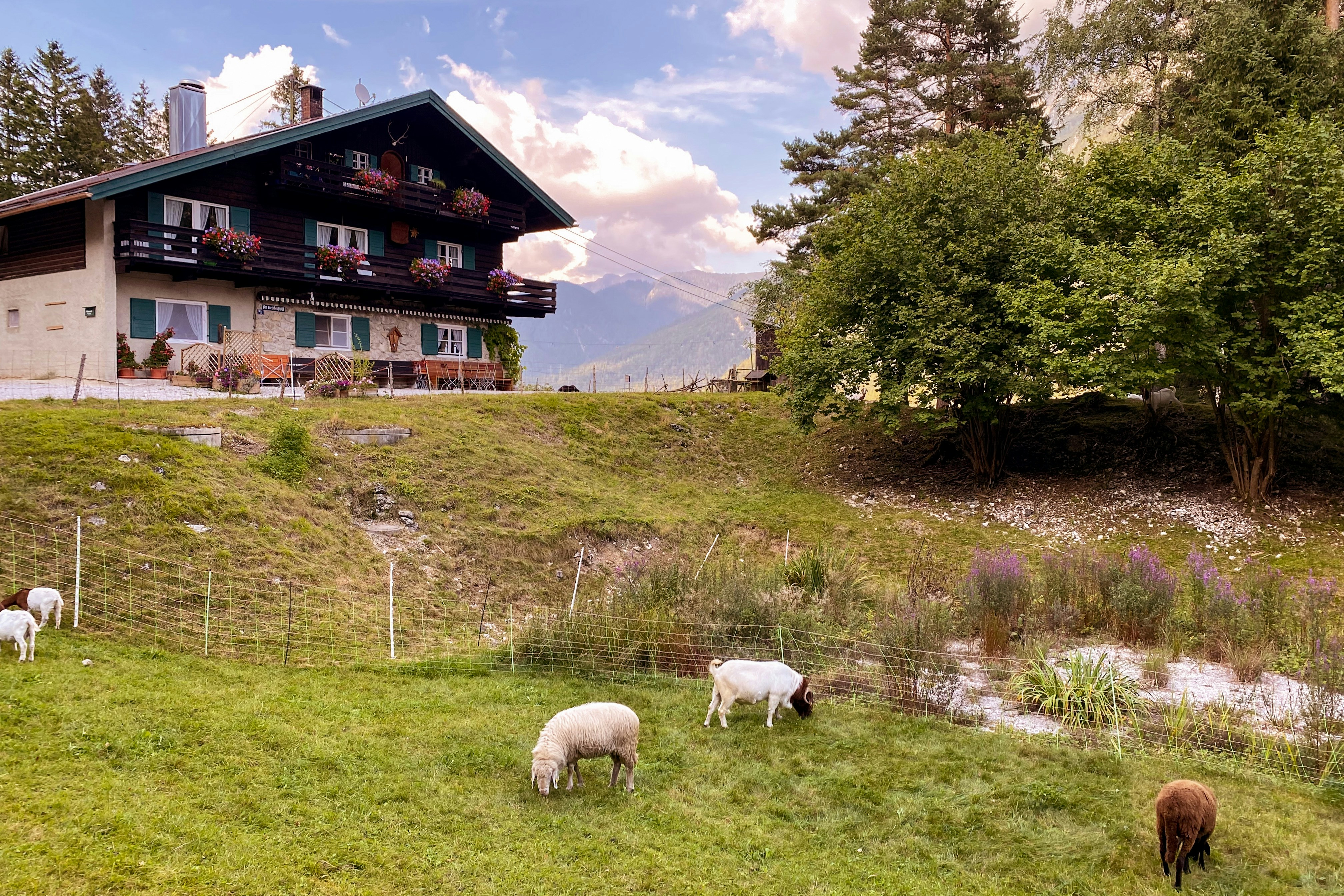 Charming alpine house surrounded by lush greenery and grazing sheep, set against a backdrop of distant mountains.