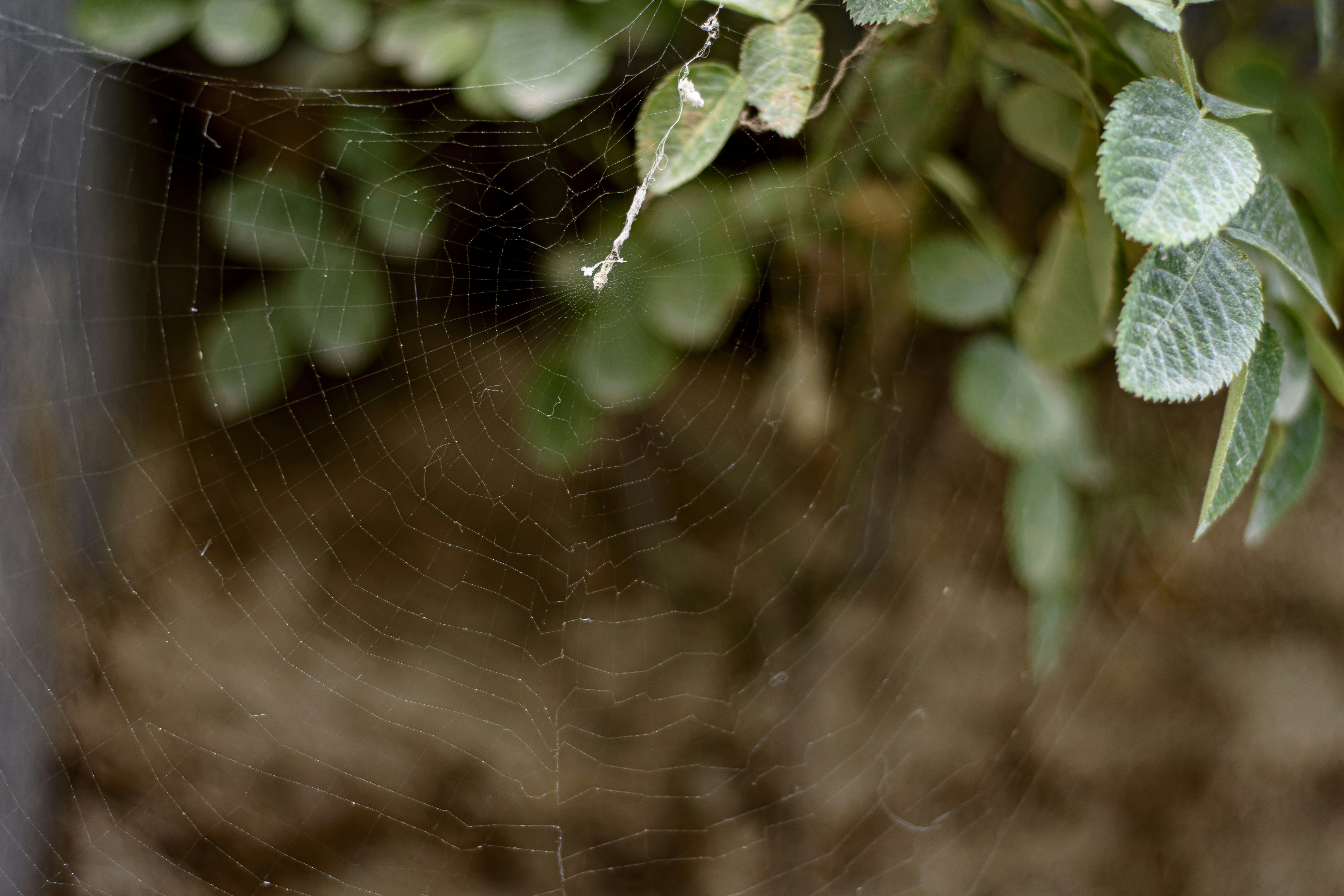 Silk Geometry in Morning Light: Spider Web Among Green Leaves