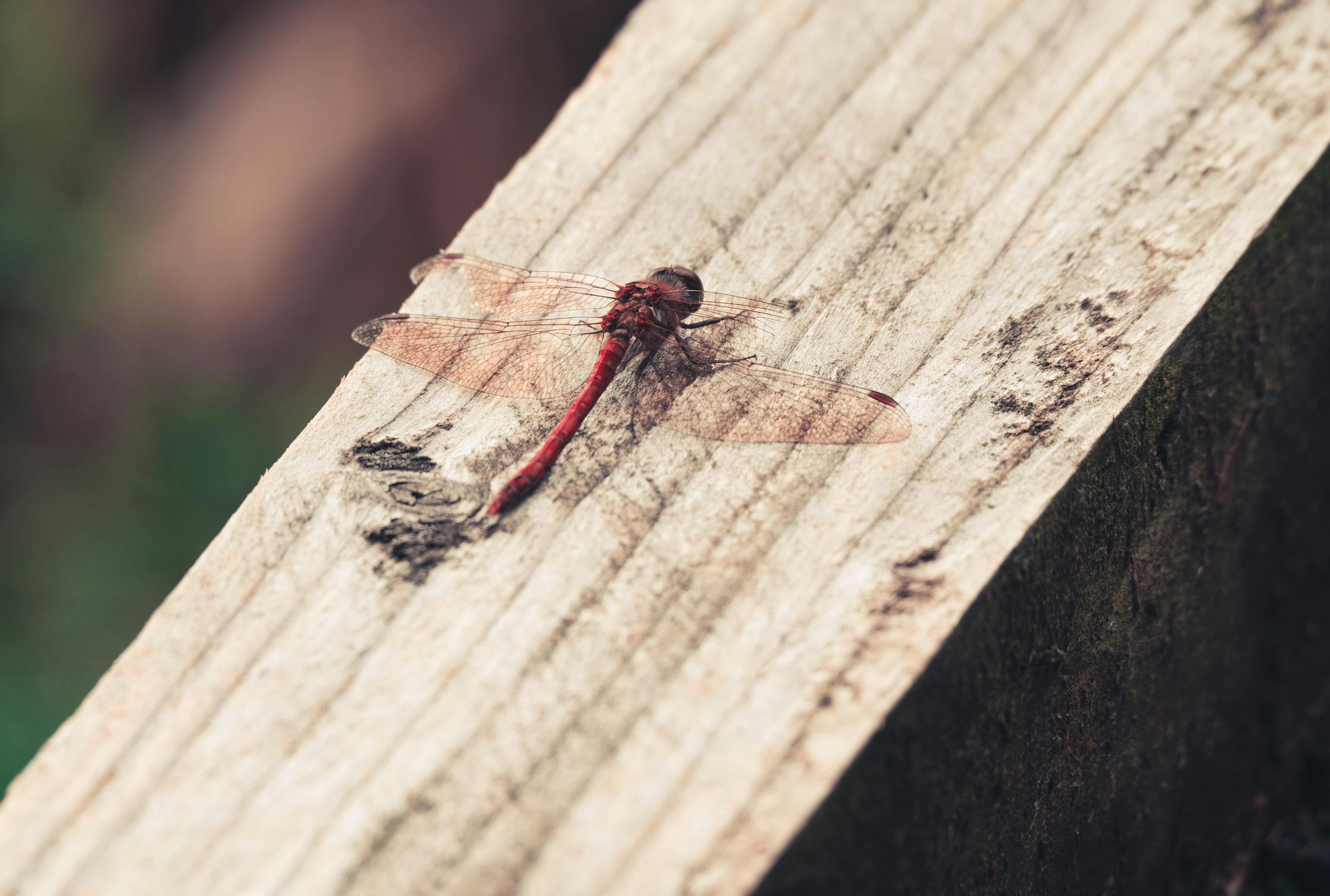 Red-Backed Dragonfly Perched on Weathered Wood