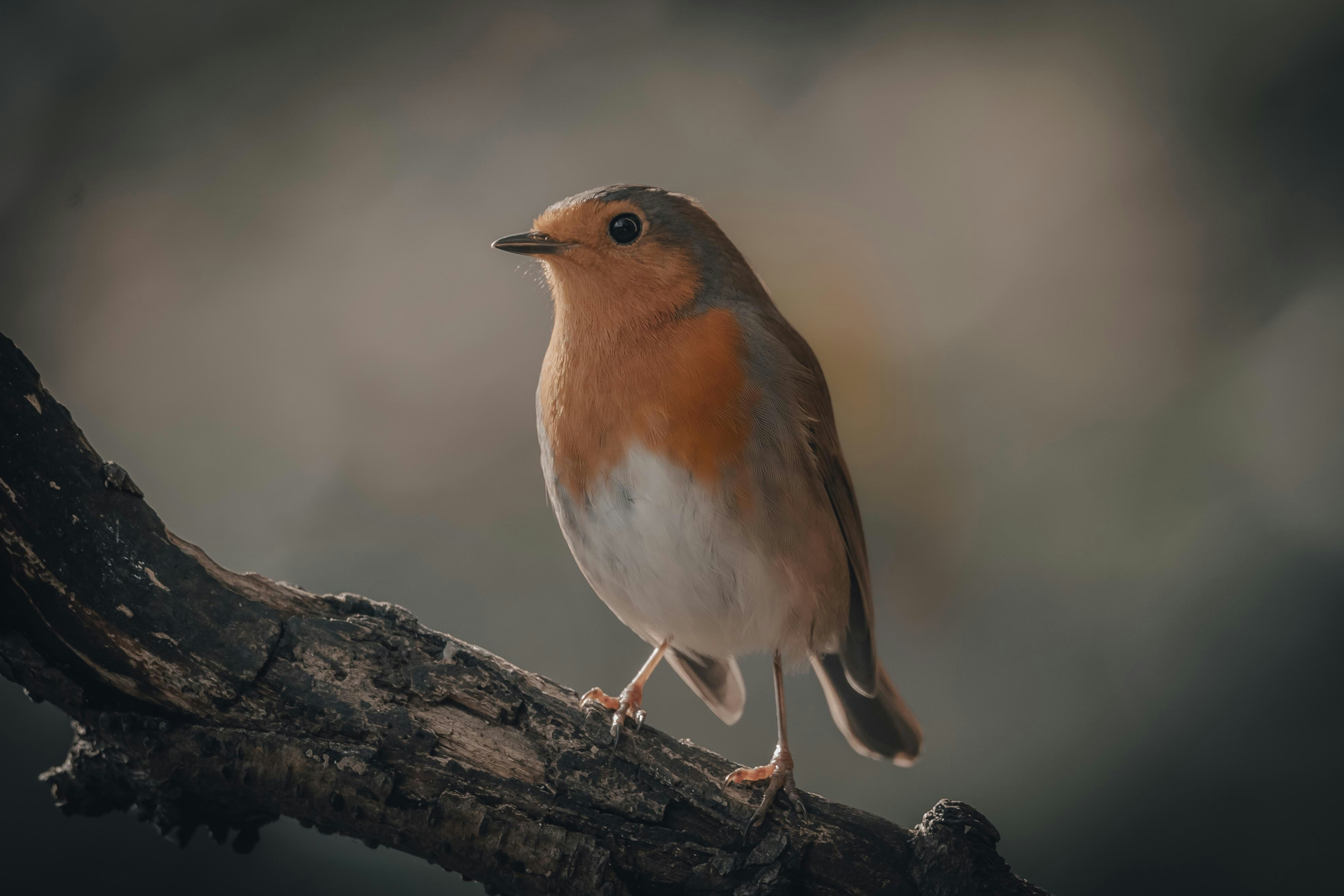 Autumn Robin on a Quiet Branch