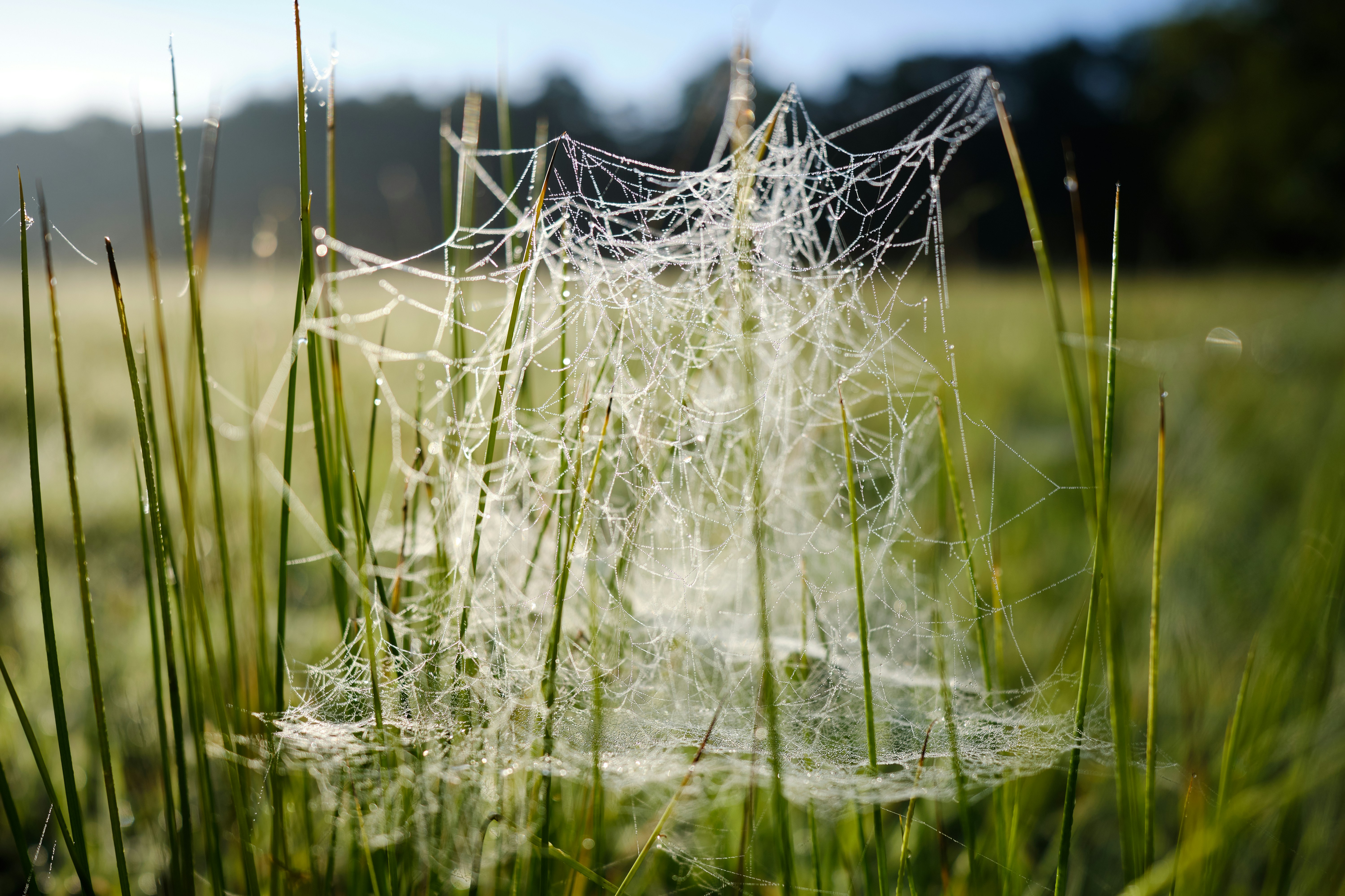 A spider web in the middle of a grassy field photo – Free Plant Image ...