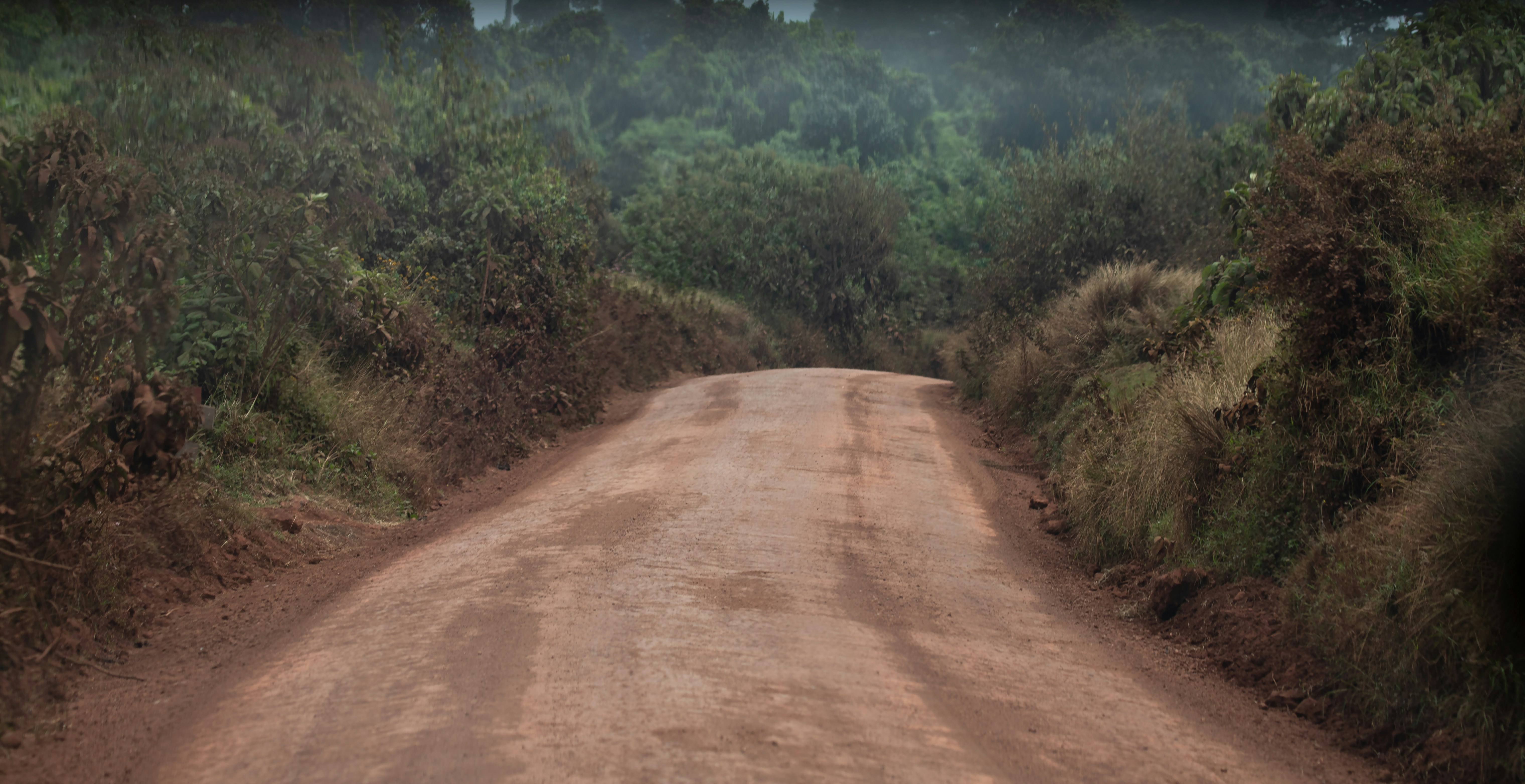 Dusty road winding through lush greenery, leading into a misty landscape. The scene evokes a sense of adventure and exploration.