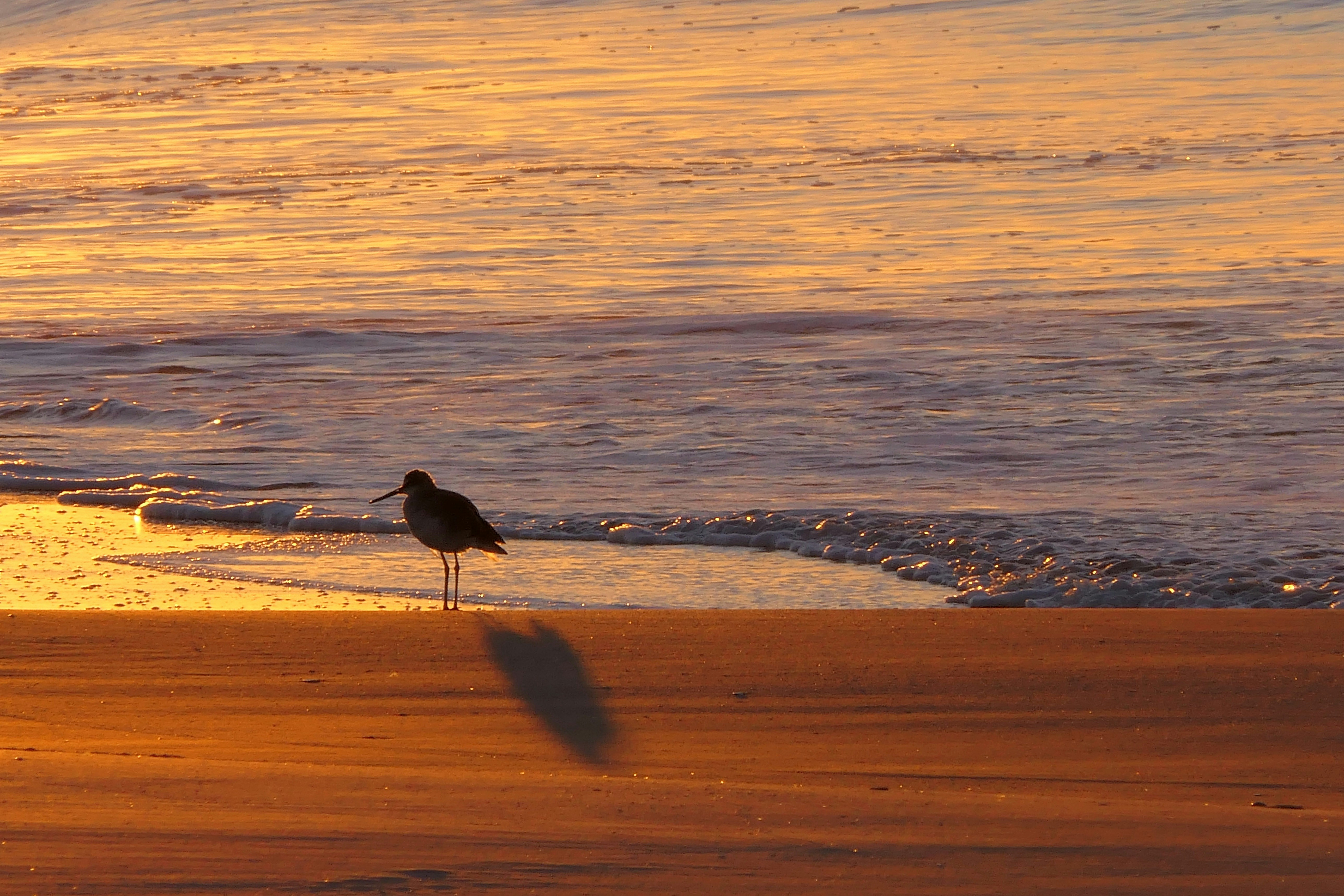 Golden Hour Sentinel: A Lone Shorebird on the Sunlit Shore