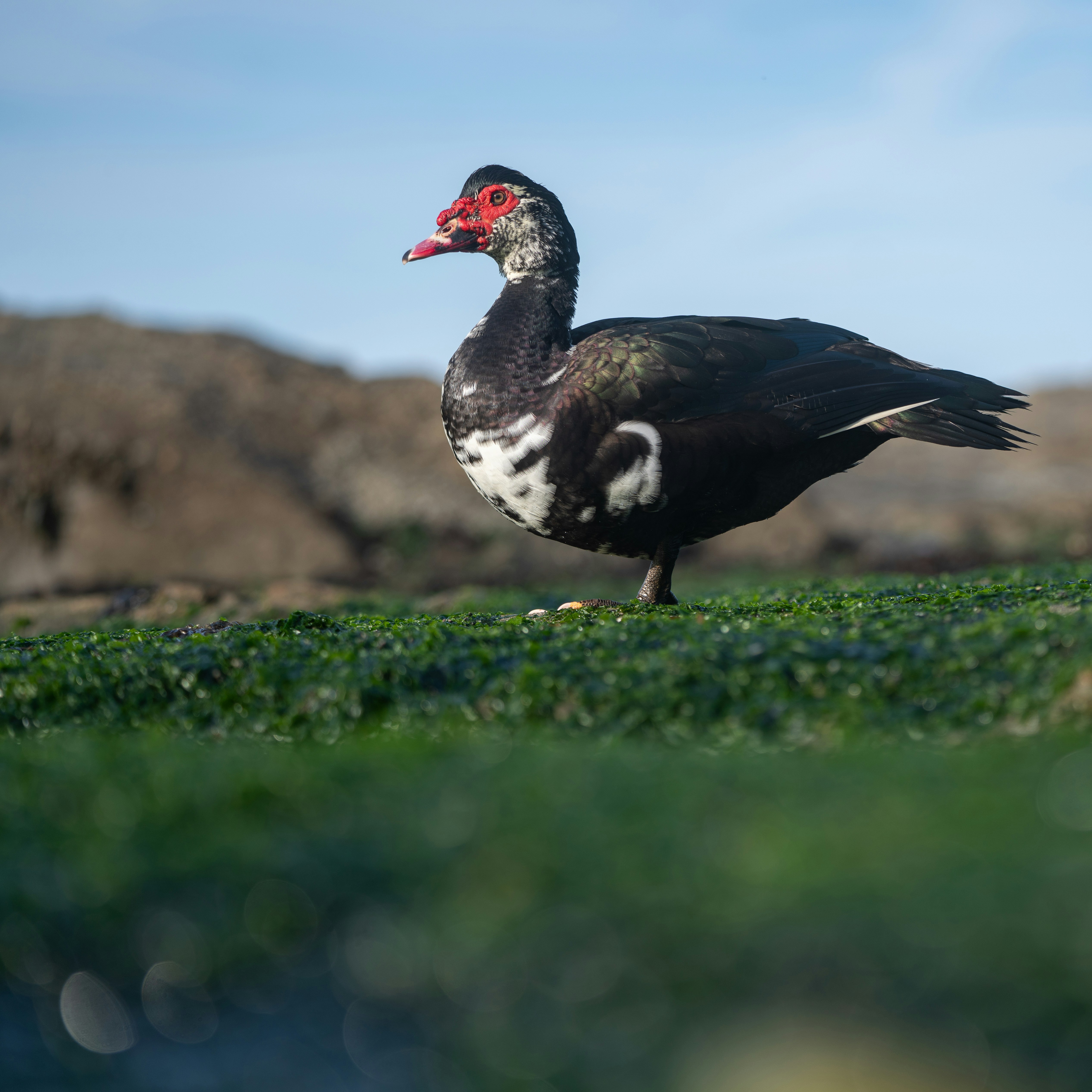 Red-faced Moorhen on a Sea-green Shore