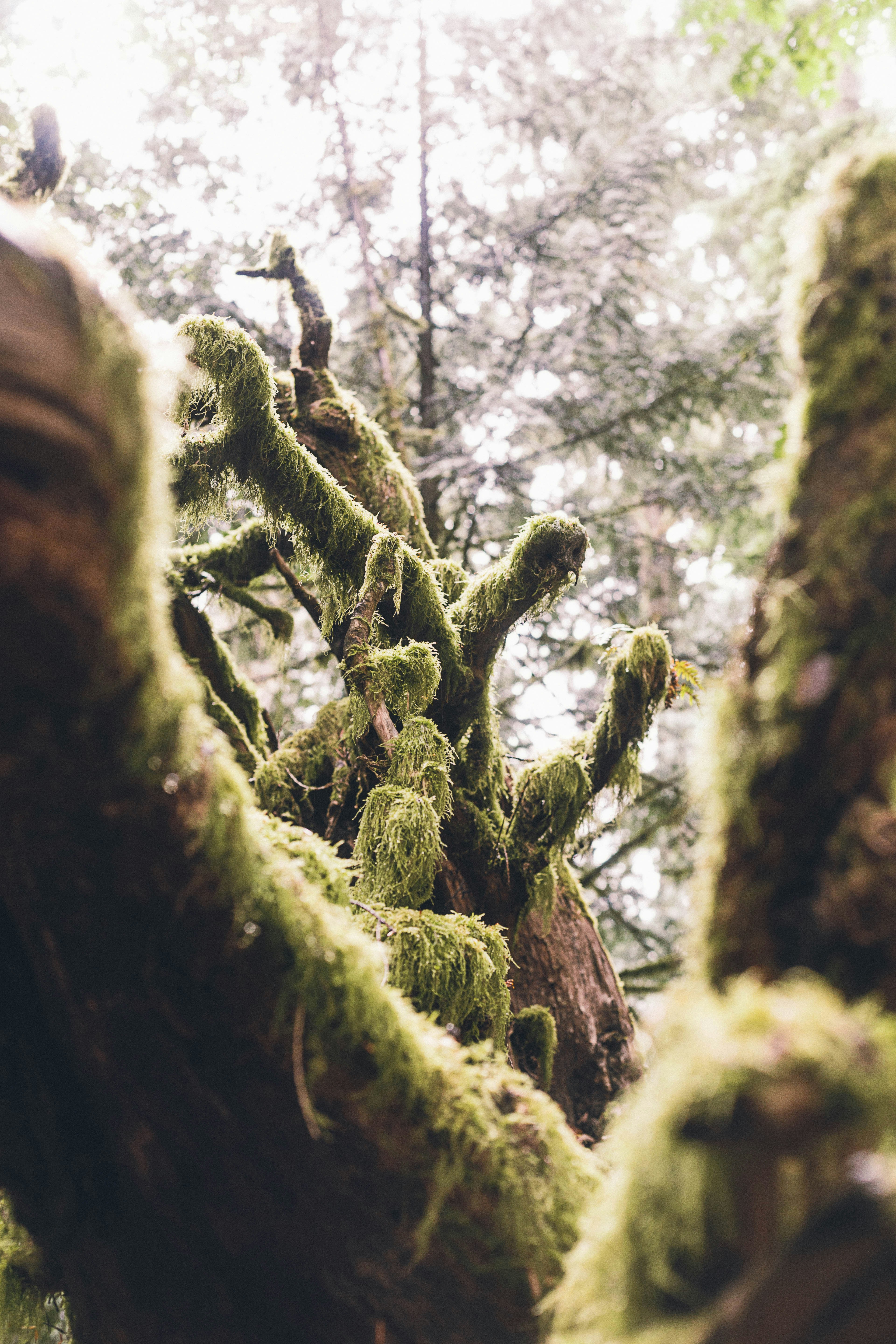 Moss-covered branches stretch upwards in a lush forest, capturing the essence of nature's tranquility.
