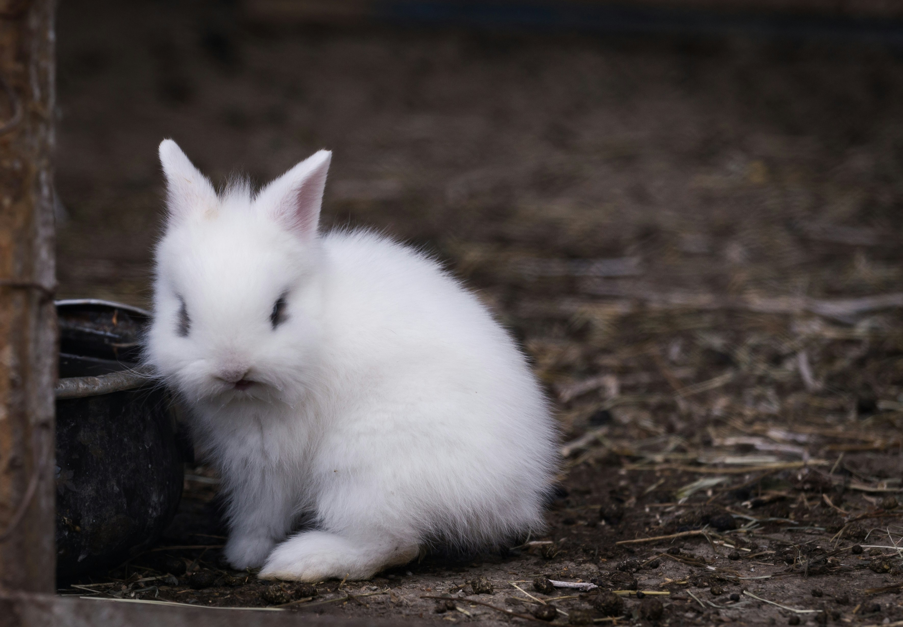 A small white rabbit sitting on the ground photo – Free Animal Image on ...