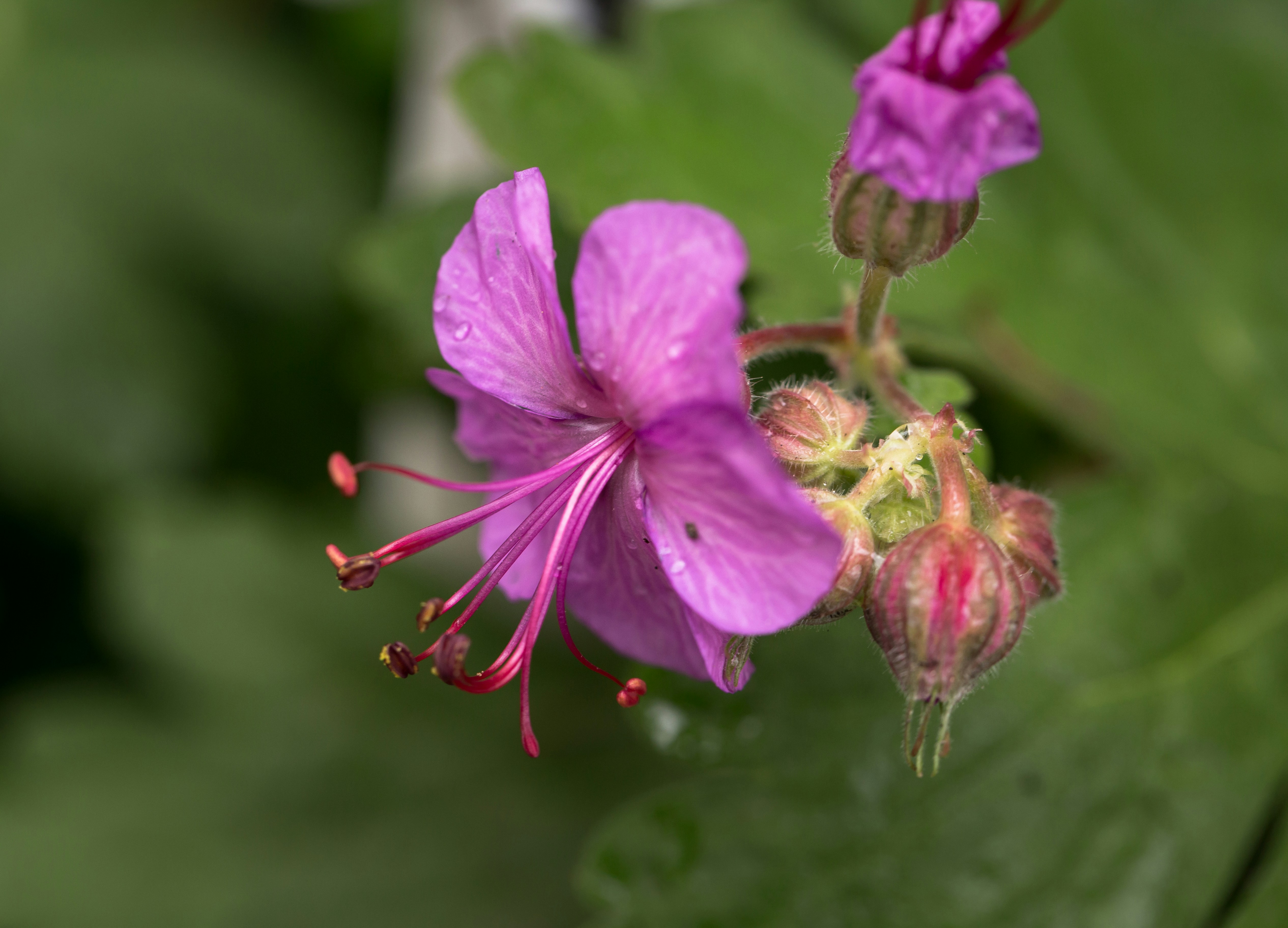 Macro Moment: Magenta Geranium Bloom with Delicate Stamens